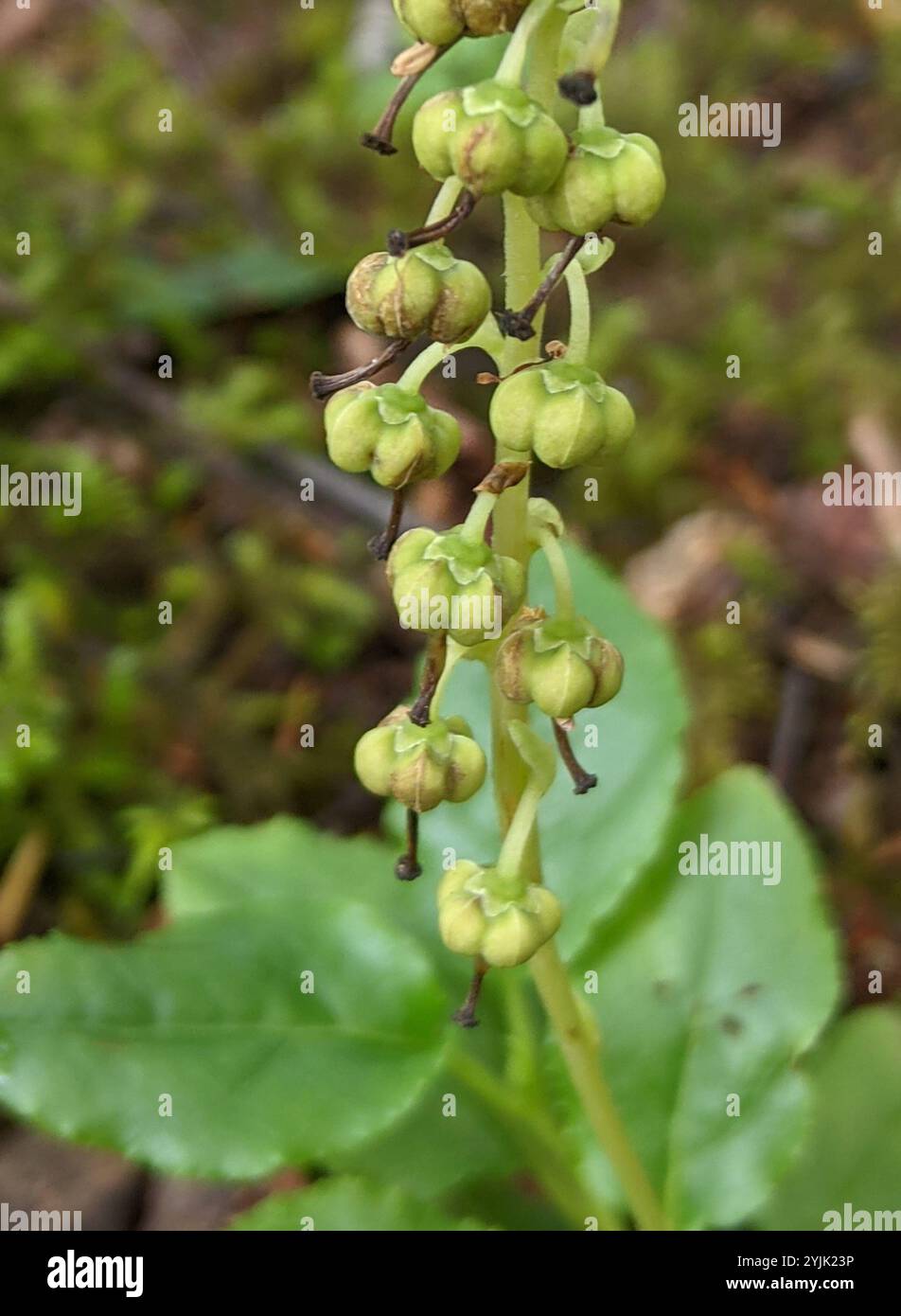 one-sided wintergreen (Orthilia secunda Stock Photo - Alamy