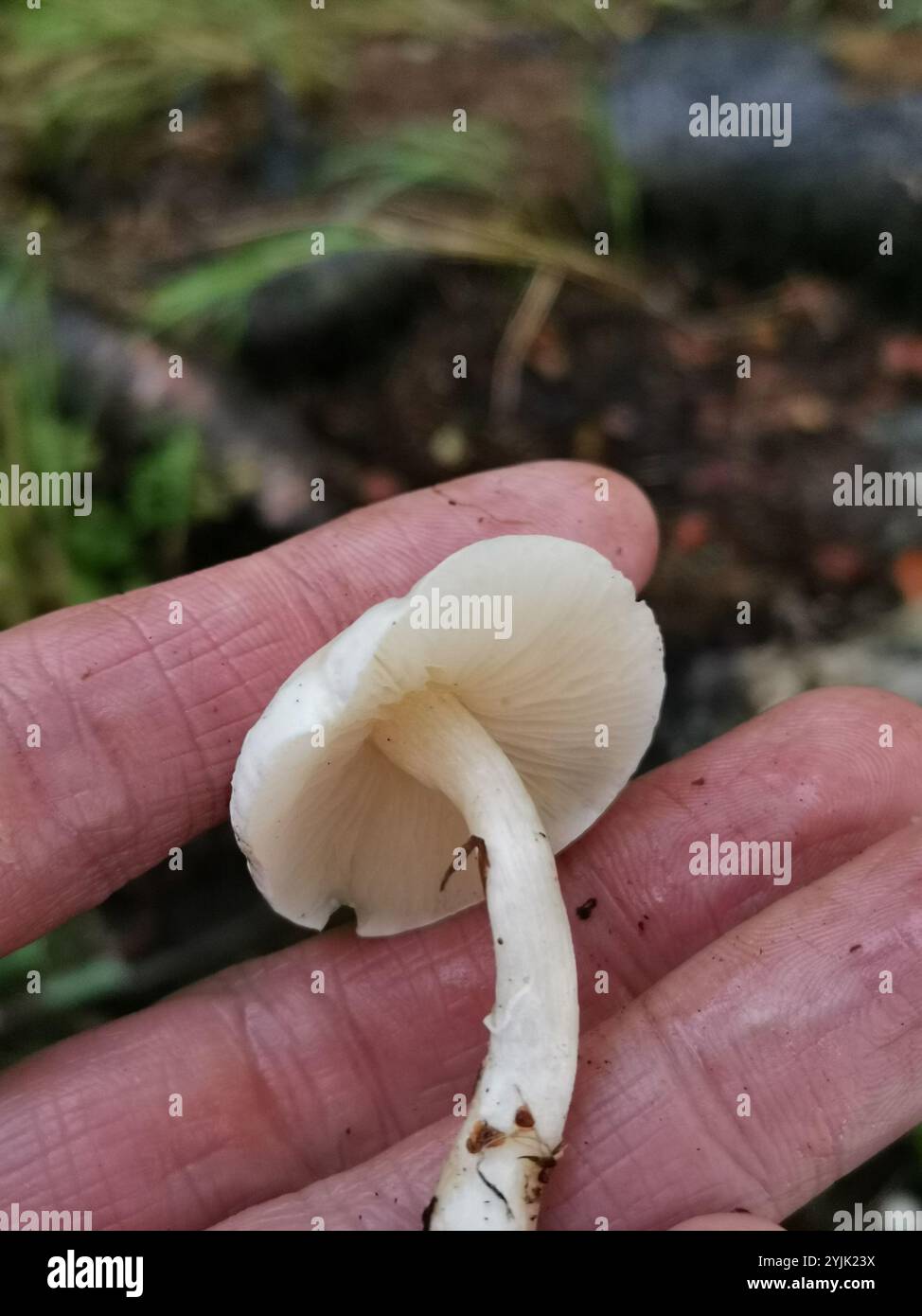 Clitocybe fragrans hi-res stock photography and images - Alamy