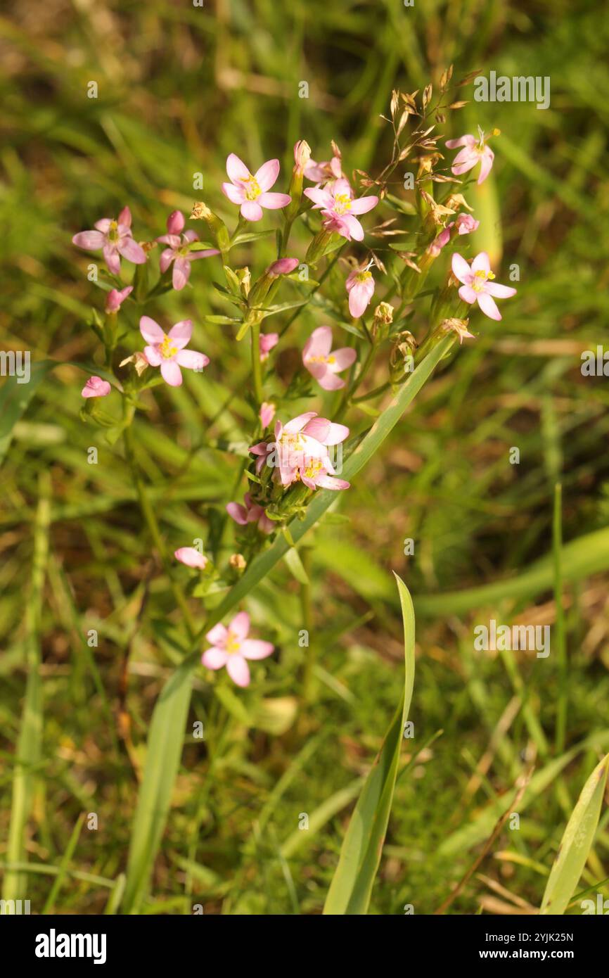 Common centaury (Centaurium erythraea Stock Photo - Alamy