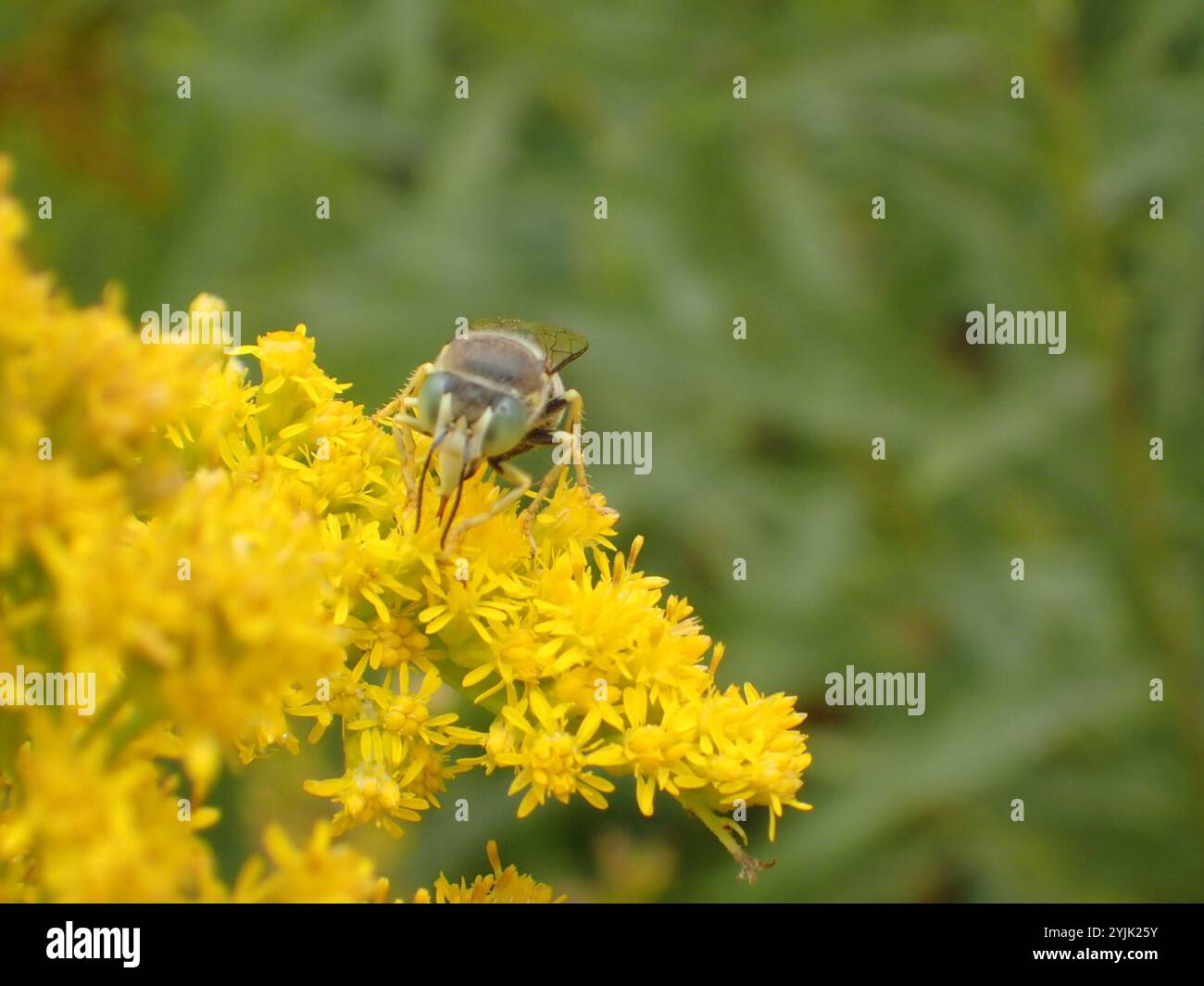 American Sand Wasp (Bembix americana Stock Photo - Alamy