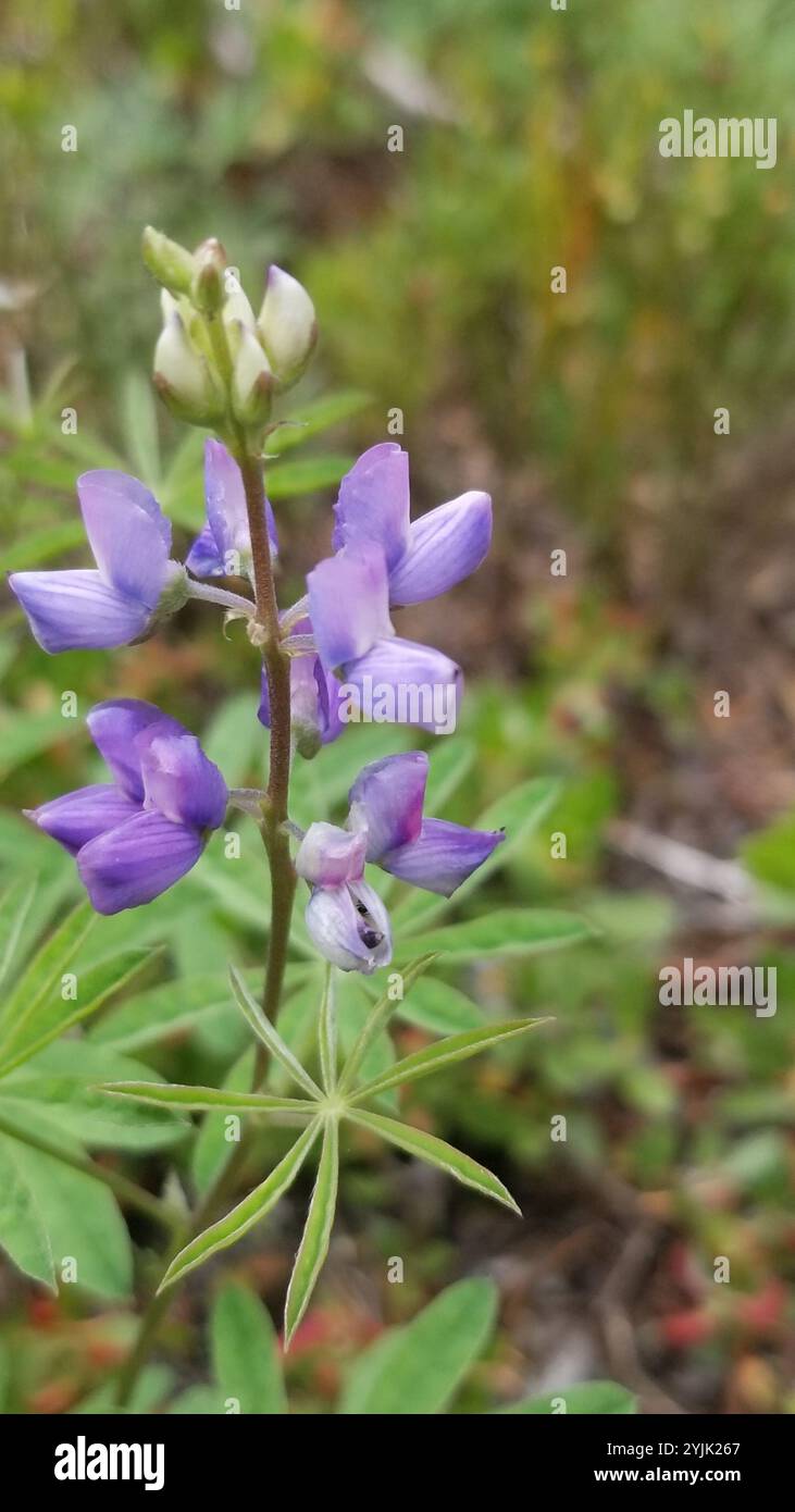 Broadleaf Lupine (Lupinus latifolius Stock Photo - Alamy