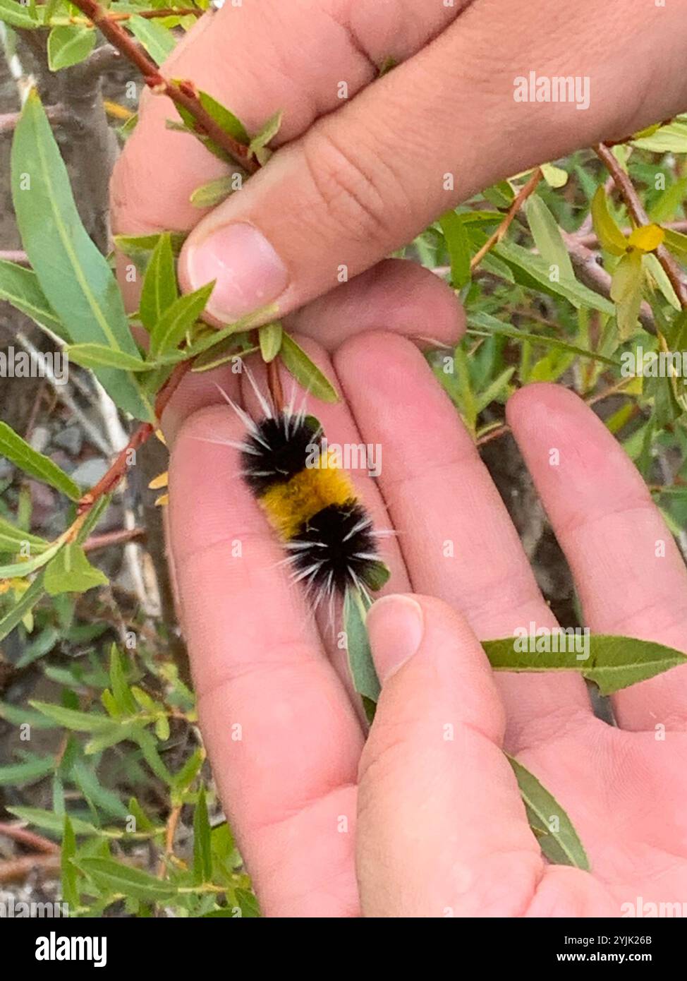 Spotted Tussock Moth (Lophocampa maculata Stock Photo - Alamy