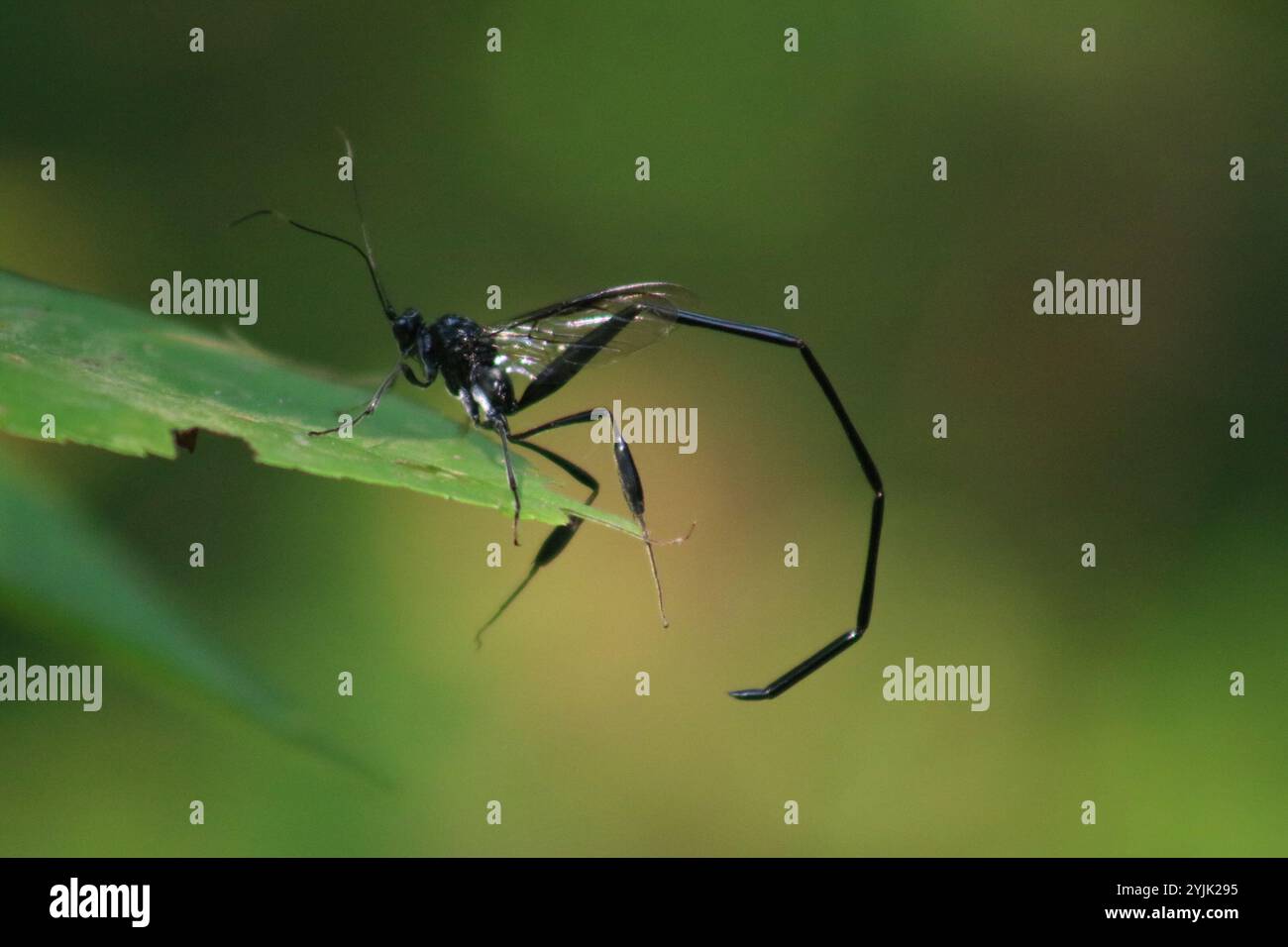 American Pelecinid Wasp (Pelecinus polyturator Stock Photo - Alamy