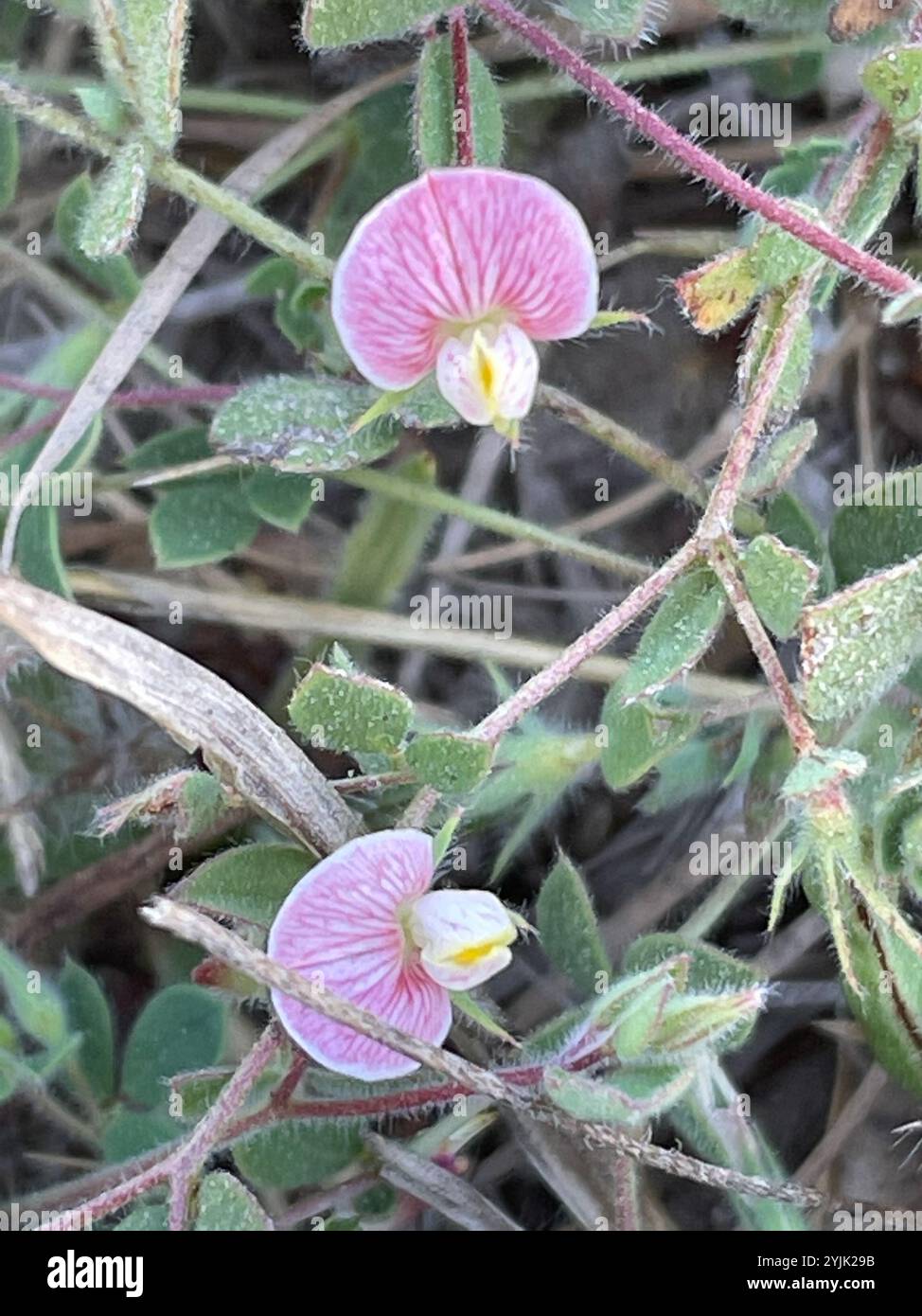 Spanish clover (Acmispon americanus Stock Photo - Alamy