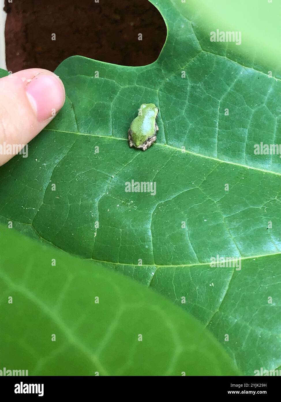 Cope's Gray Treefrog (Hyla chrysoscelis Stock Photo - Alamy