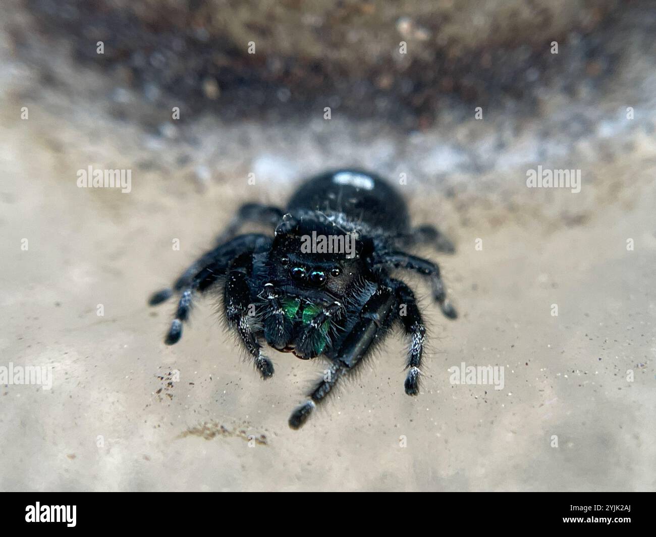 Bold Jumping Spider (Phidippus audax Stock Photo - Alamy