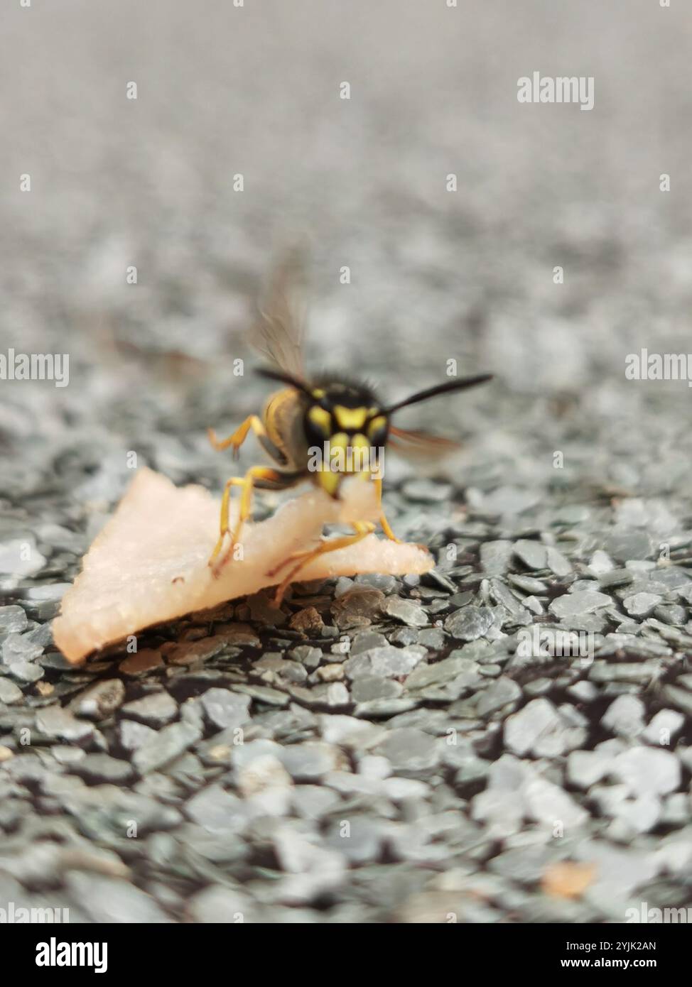 German Yellowjacket (Vespula germanica Stock Photo - Alamy