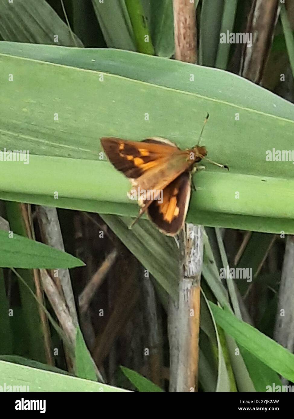 Broad-winged Skipper (Poanes viator Stock Photo - Alamy