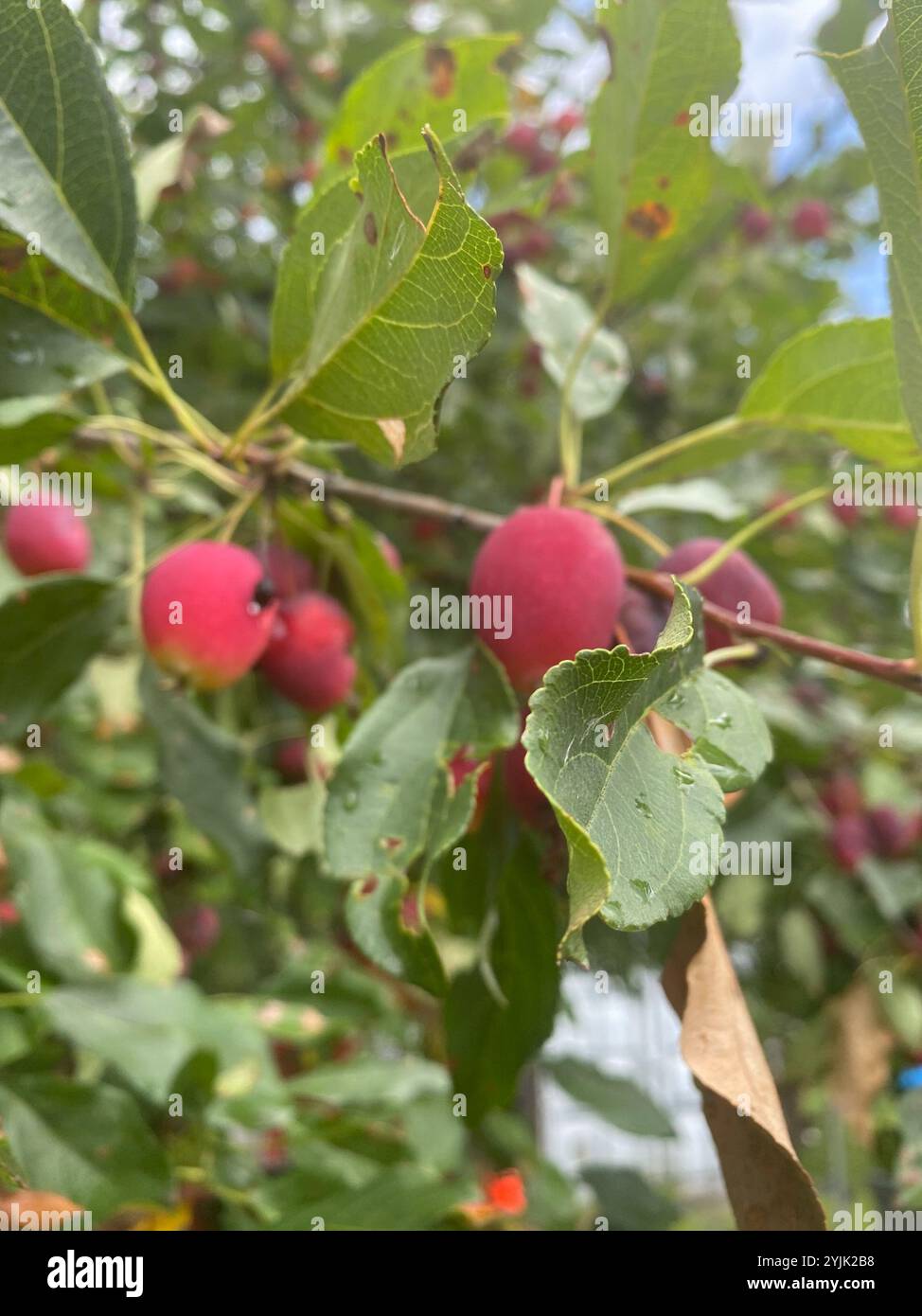 Siberian crabapple (Malus baccata Stock Photo - Alamy