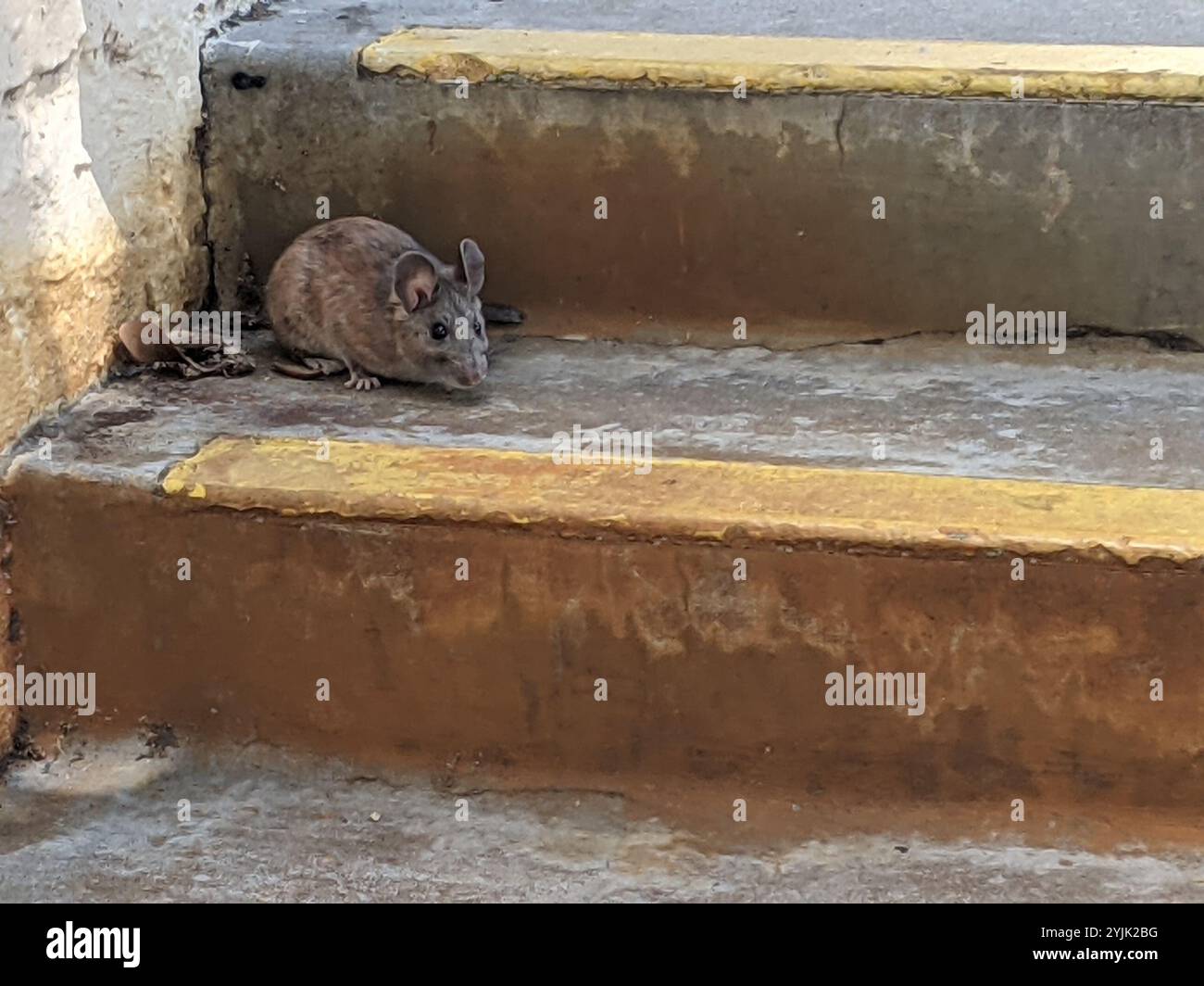 Big-eared Woodrat (Neotoma macrotis Stock Photo - Alamy