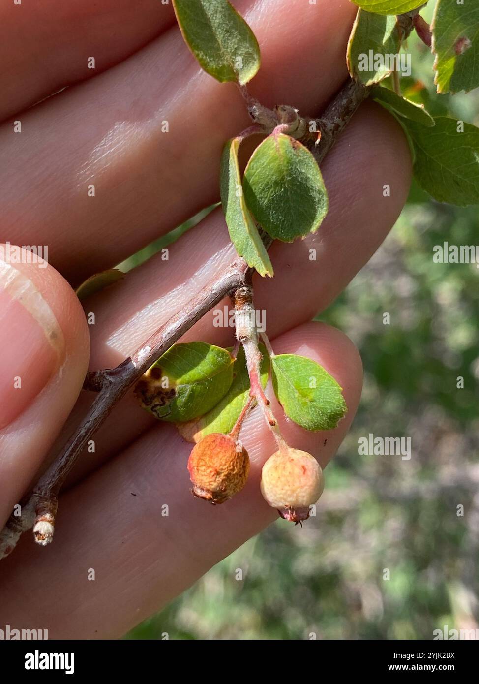 Utah Serviceberry (Amelanchier utahensis Stock Photo - Alamy