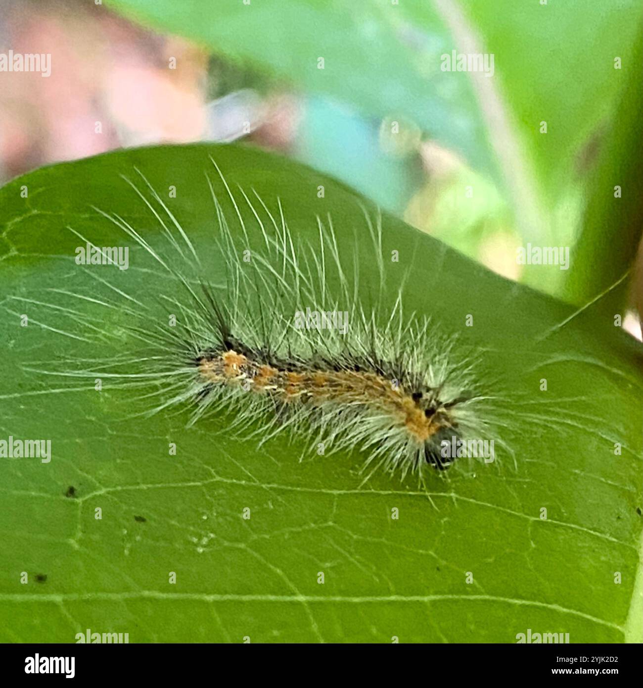 Fall Webworm Moth (Hyphantria cunea Stock Photo - Alamy