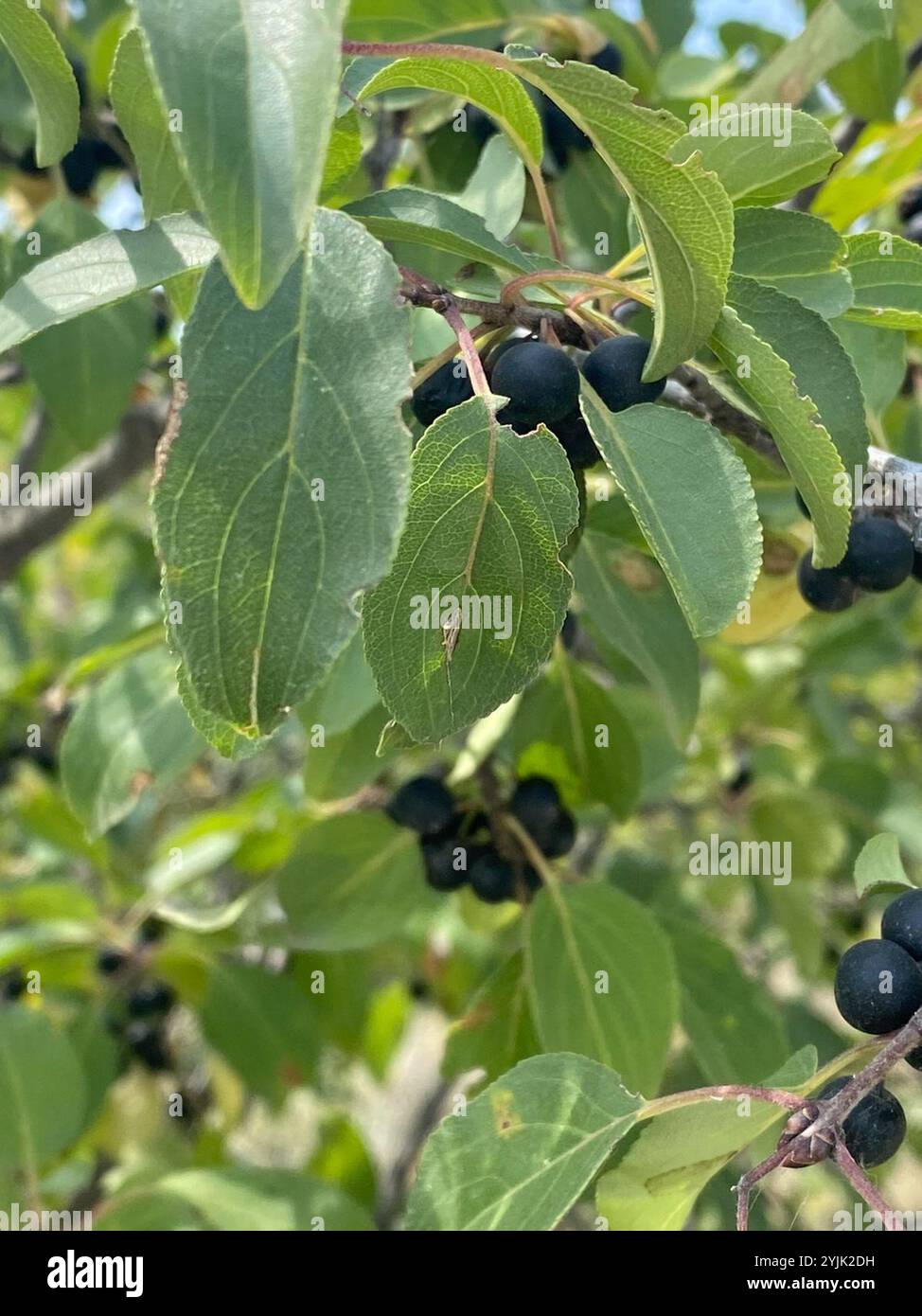 common buckthorn (Rhamnus cathartica Stock Photo - Alamy