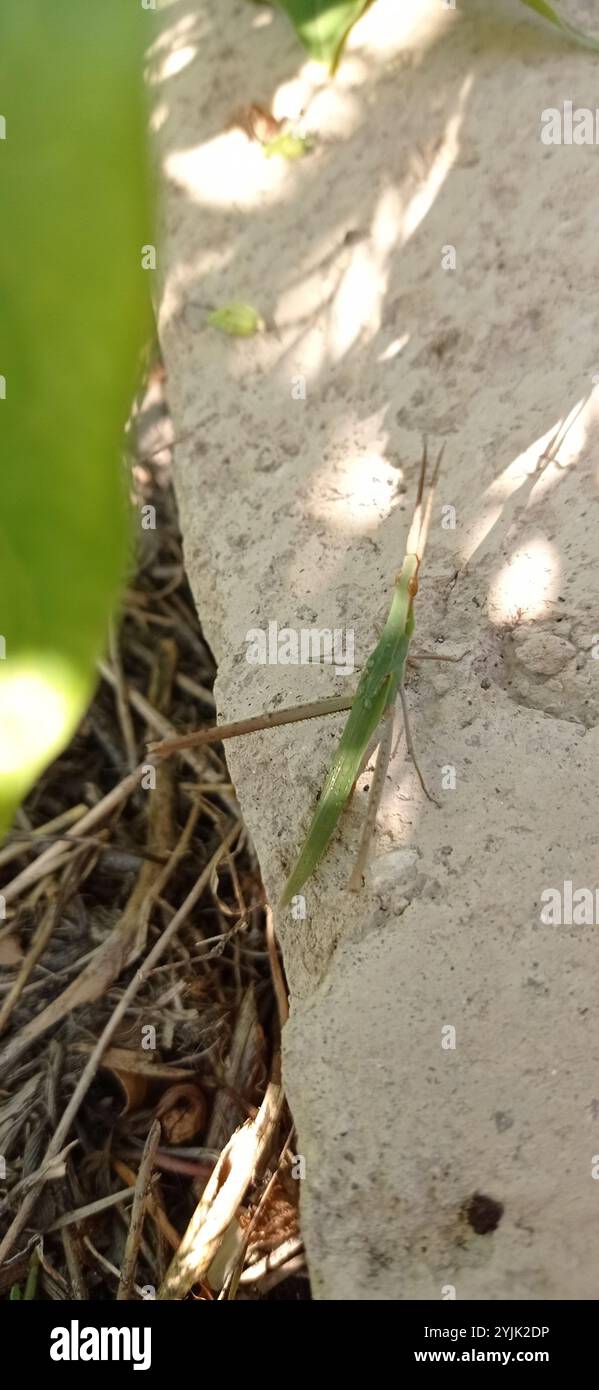 Mediterranean Slant-faced Grasshopper (Acrida ungarica Stock Photo - Alamy