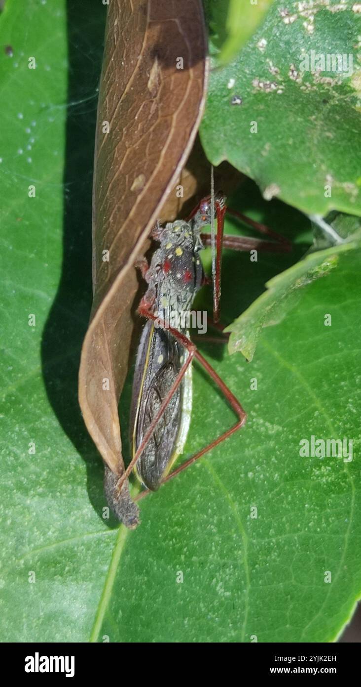 Heza binotata hi-res stock photography and images - Alamy