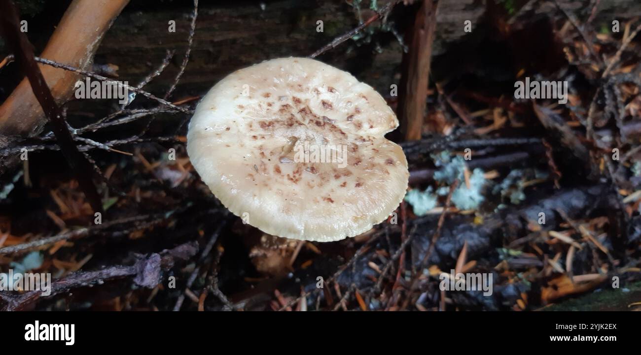 Trainwrecker (Neolentinus lepideus Stock Photo - Alamy