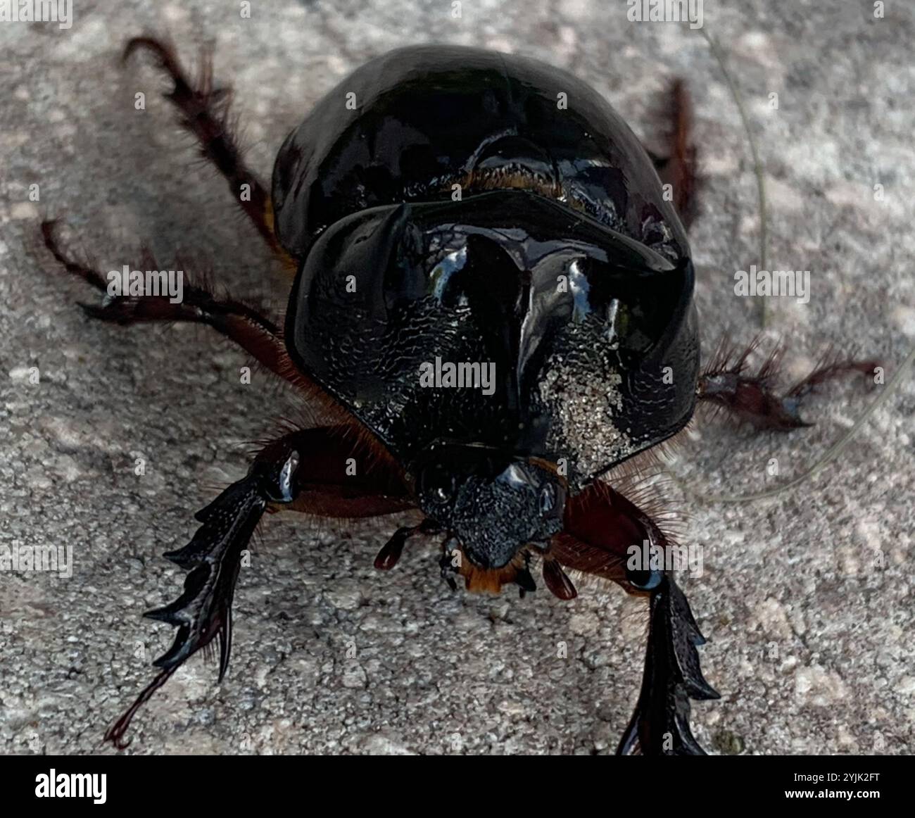 Smooth Ox Beetle (Strategus antaeus Stock Photo - Alamy