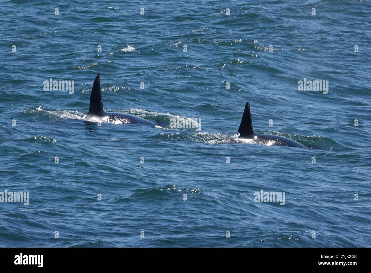 Orca (Orcinus orca Stock Photo - Alamy