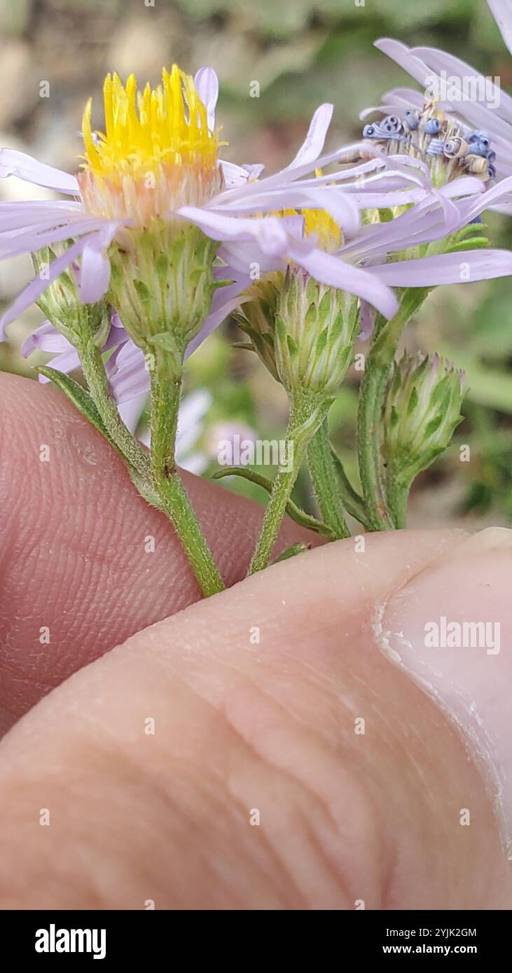 western aster (Symphyotrichum ascendens Stock Photo - Alamy