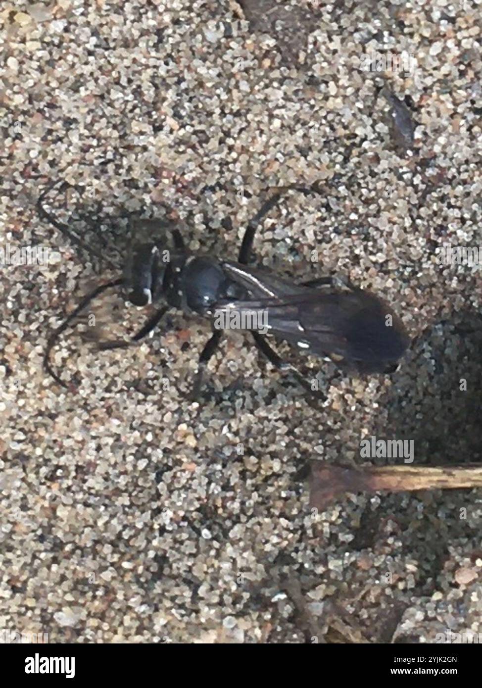 Blue-black Spider Wasps (Anoplius Stock Photo - Alamy