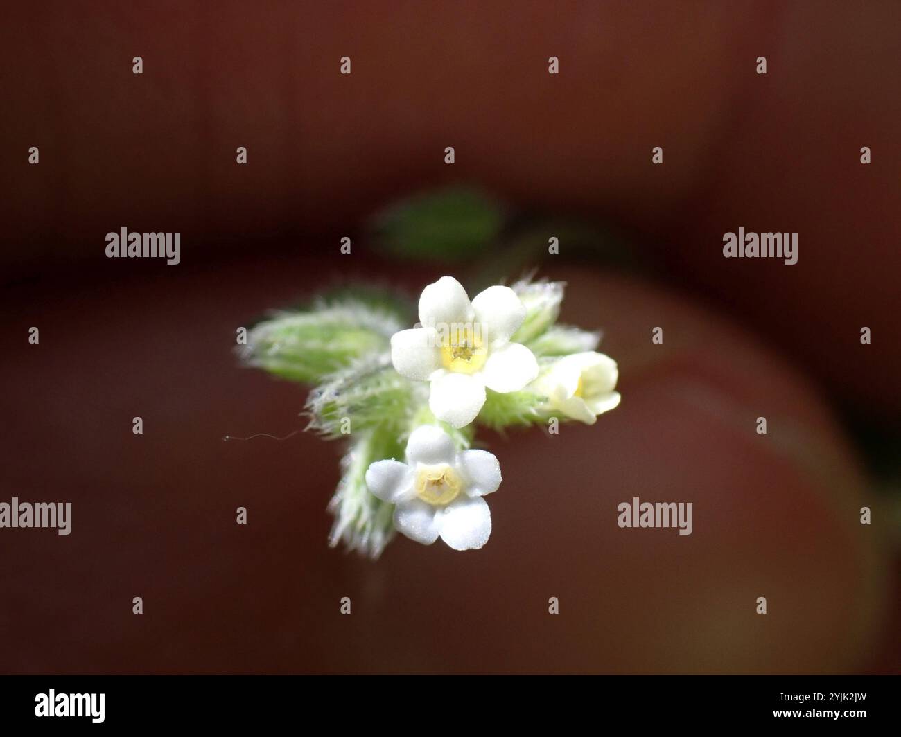 Changing Forget-me-not (Myosotis discolor Stock Photo - Alamy