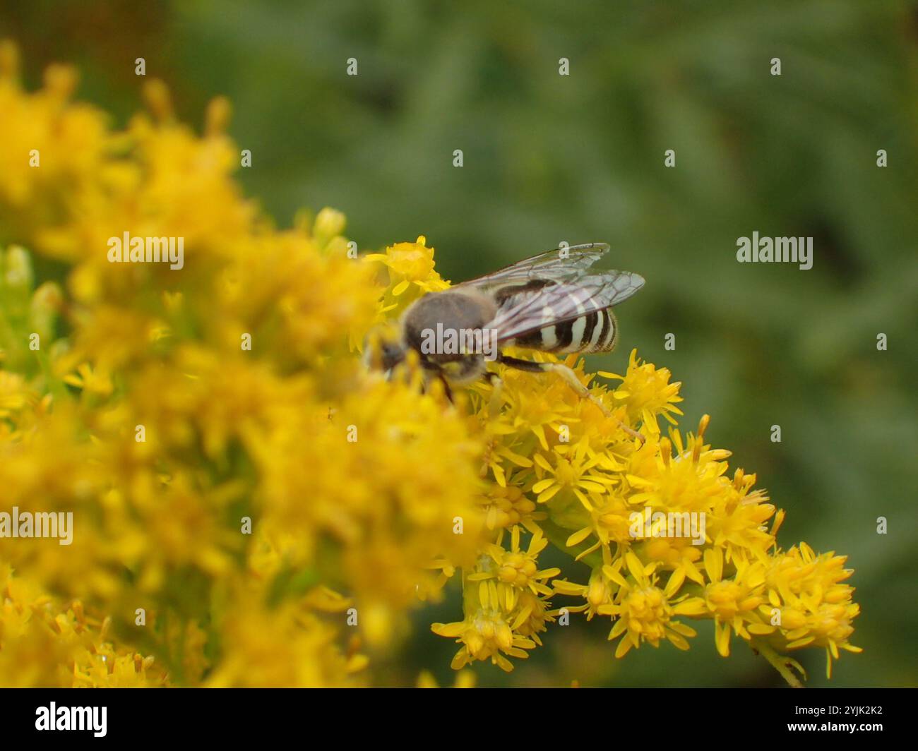 American Sand Wasp (Bembix americana Stock Photo - Alamy