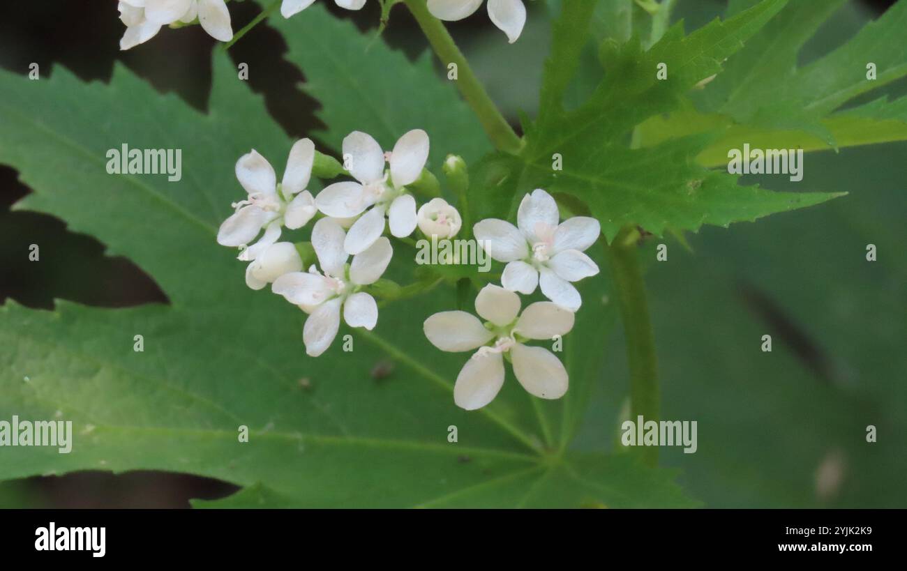 Glade Mallow (Napaea dioica Stock Photo - Alamy