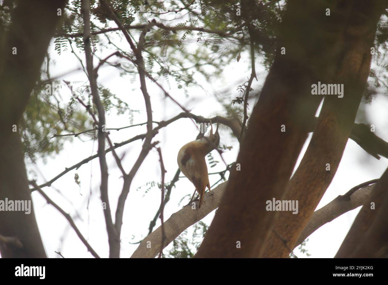 Pacific Hornero (Furnarius cinnamomeus Stock Photo - Alamy