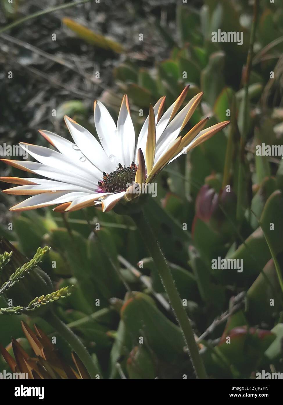 African oxeye (Dimorphotheca nudicaulis Stock Photo - Alamy