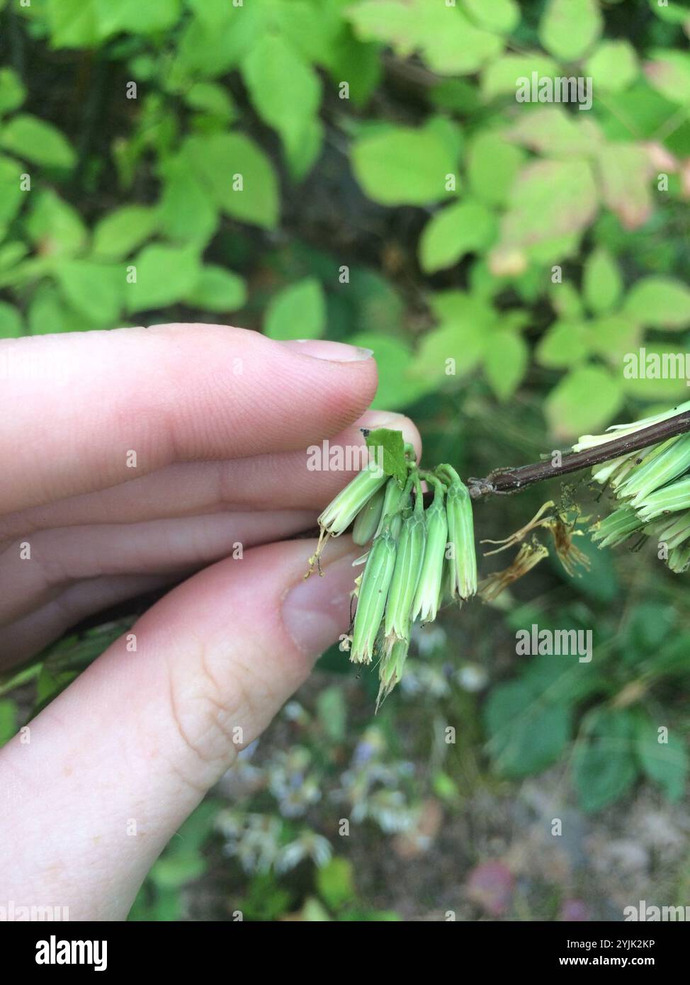 three-leaved rattlesnake root (Nabalus trifoliolatus Stock Photo - Alamy