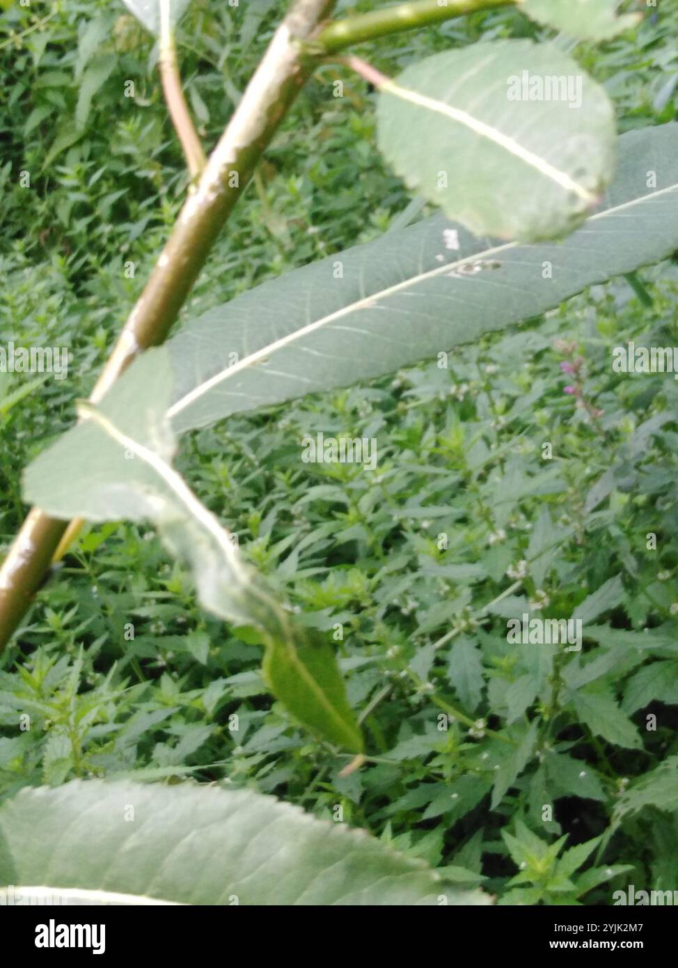 Almond Willow (Salix triandra Stock Photo - Alamy