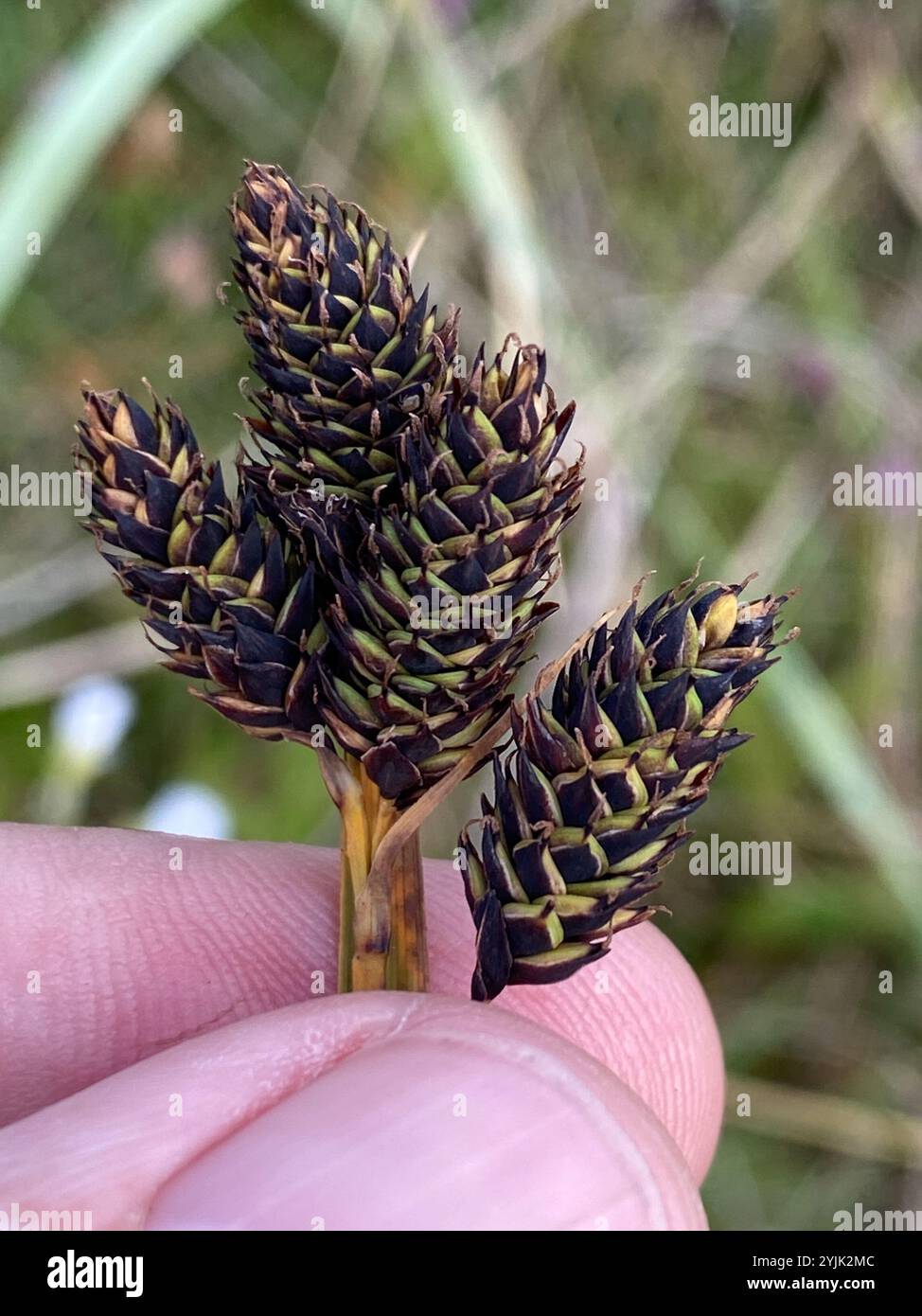 Black Alpine Sedge (Carex atrata Stock Photo - Alamy