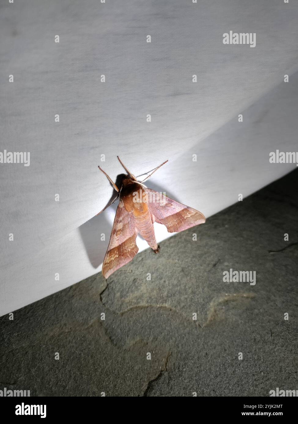 Azalea Sphinx (Darapsa choerilus Stock Photo - Alamy
