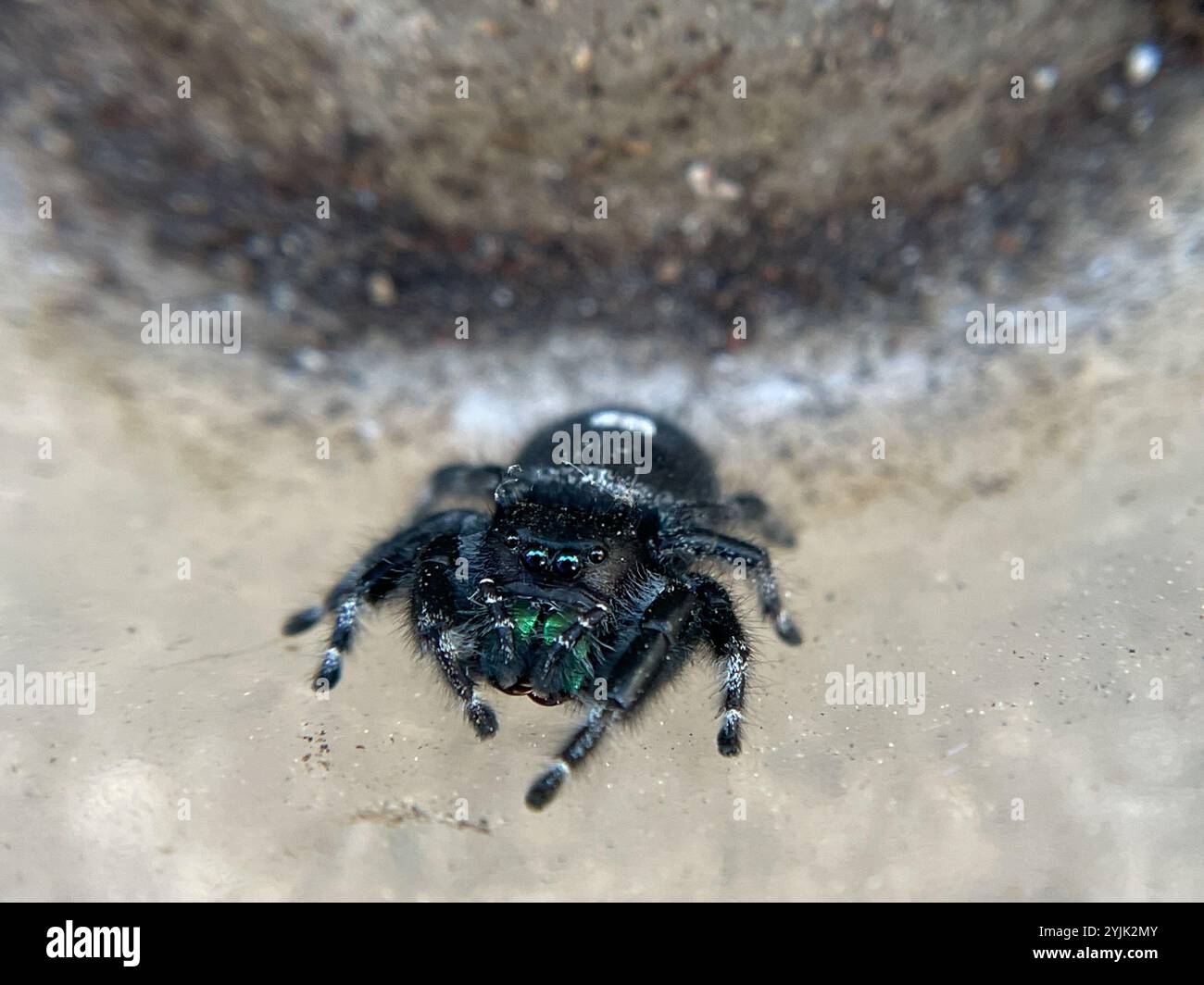 Bold Jumping Spider (Phidippus audax Stock Photo - Alamy