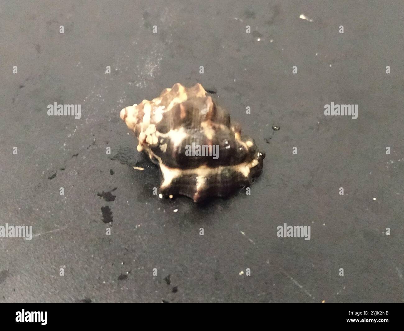 Chestnut Rock Shell (Reishia bitubercularis Stock Photo - Alamy