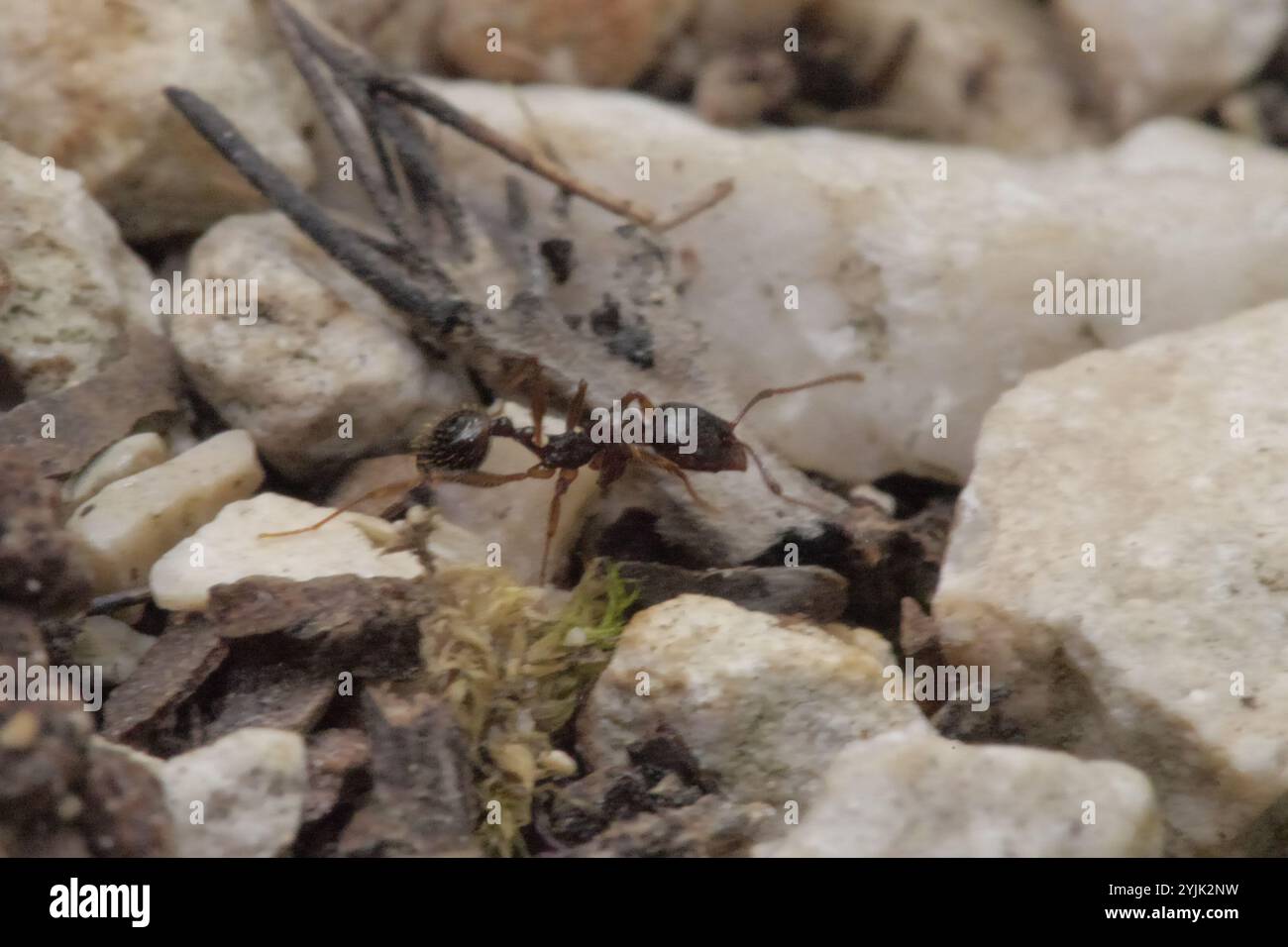 Collared ants hi-res stock photography and images - Alamy