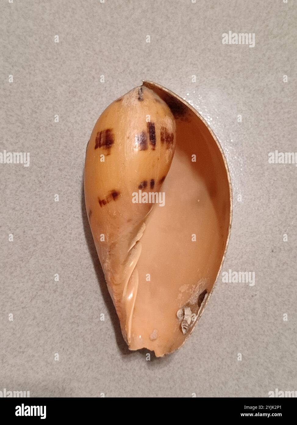 Shell melo hi-res stock photography and images - Alamy