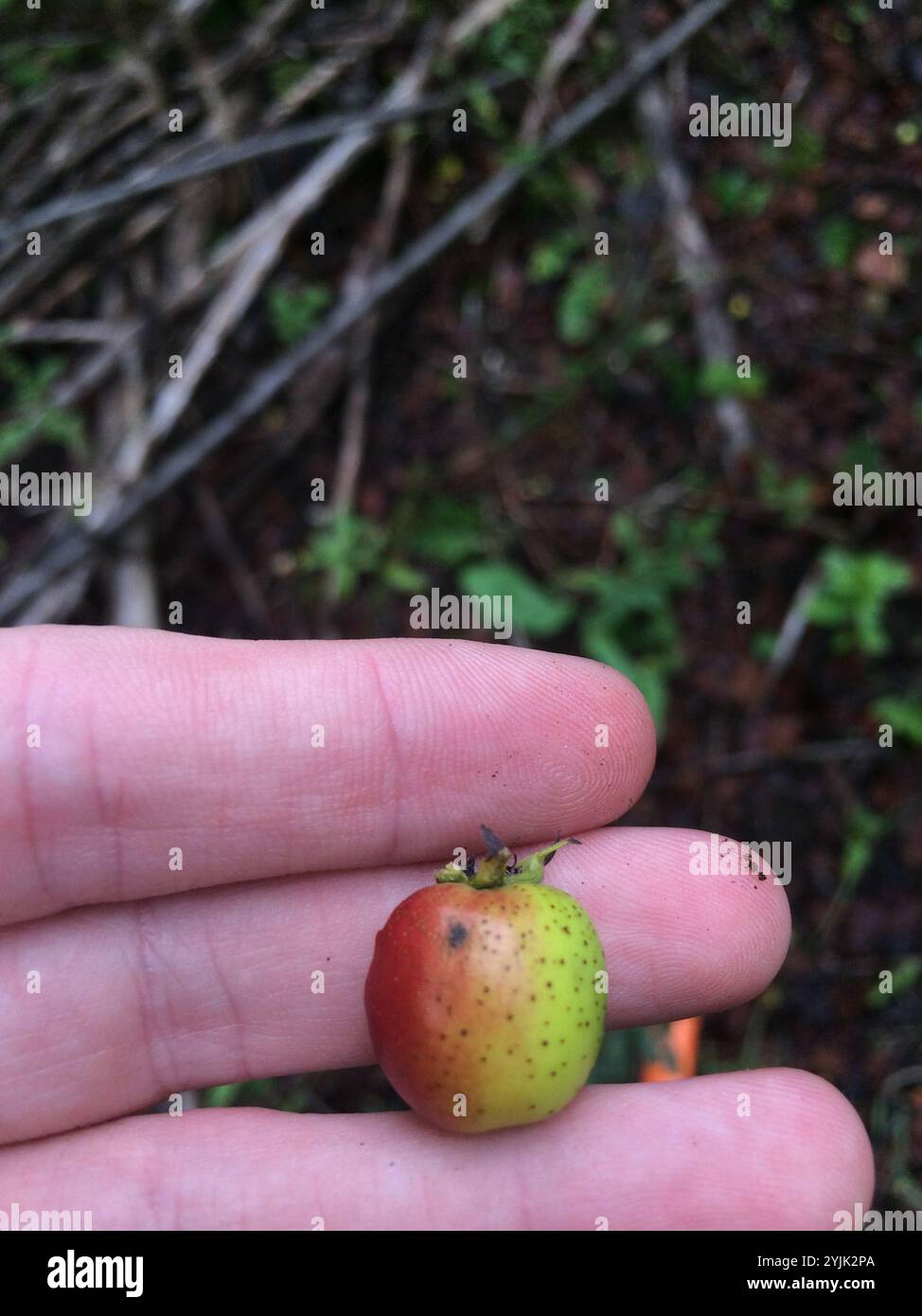 dotted hawthorn (Crataegus punctata Stock Photo - Alamy