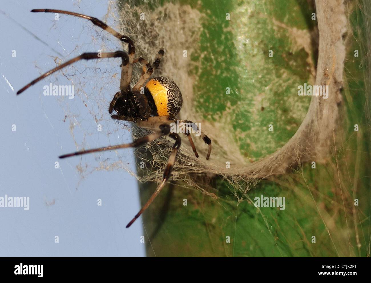 Nephilingis cruentata hi-res stock photography and images - Alamy