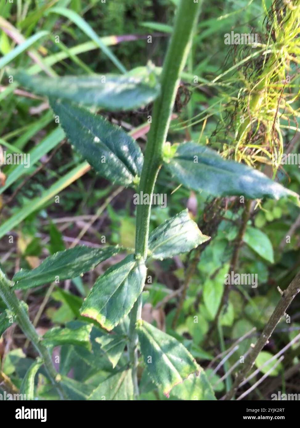 downy lobelia (Lobelia puberula Stock Photo - Alamy