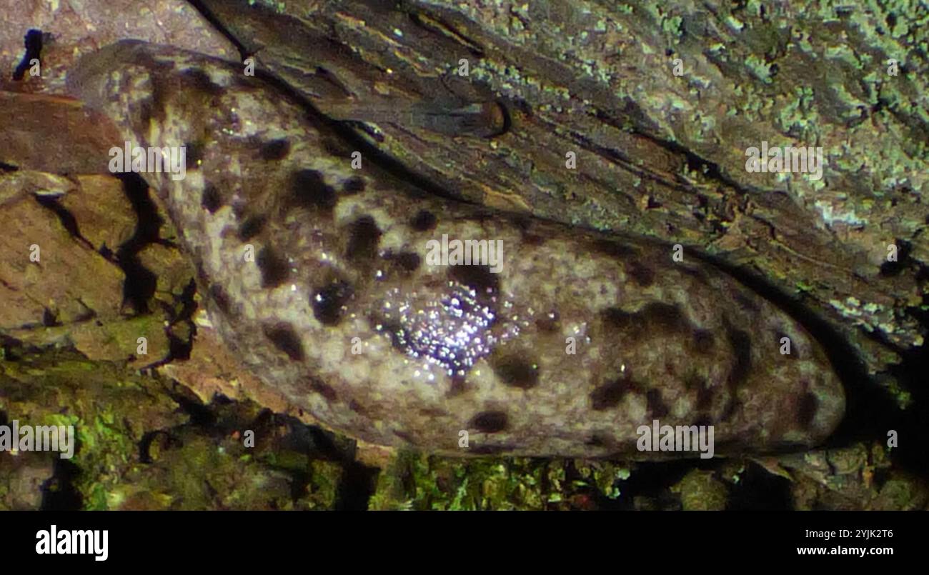 Carolina Mantleslug (Philomycus carolinianus Stock Photo - Alamy