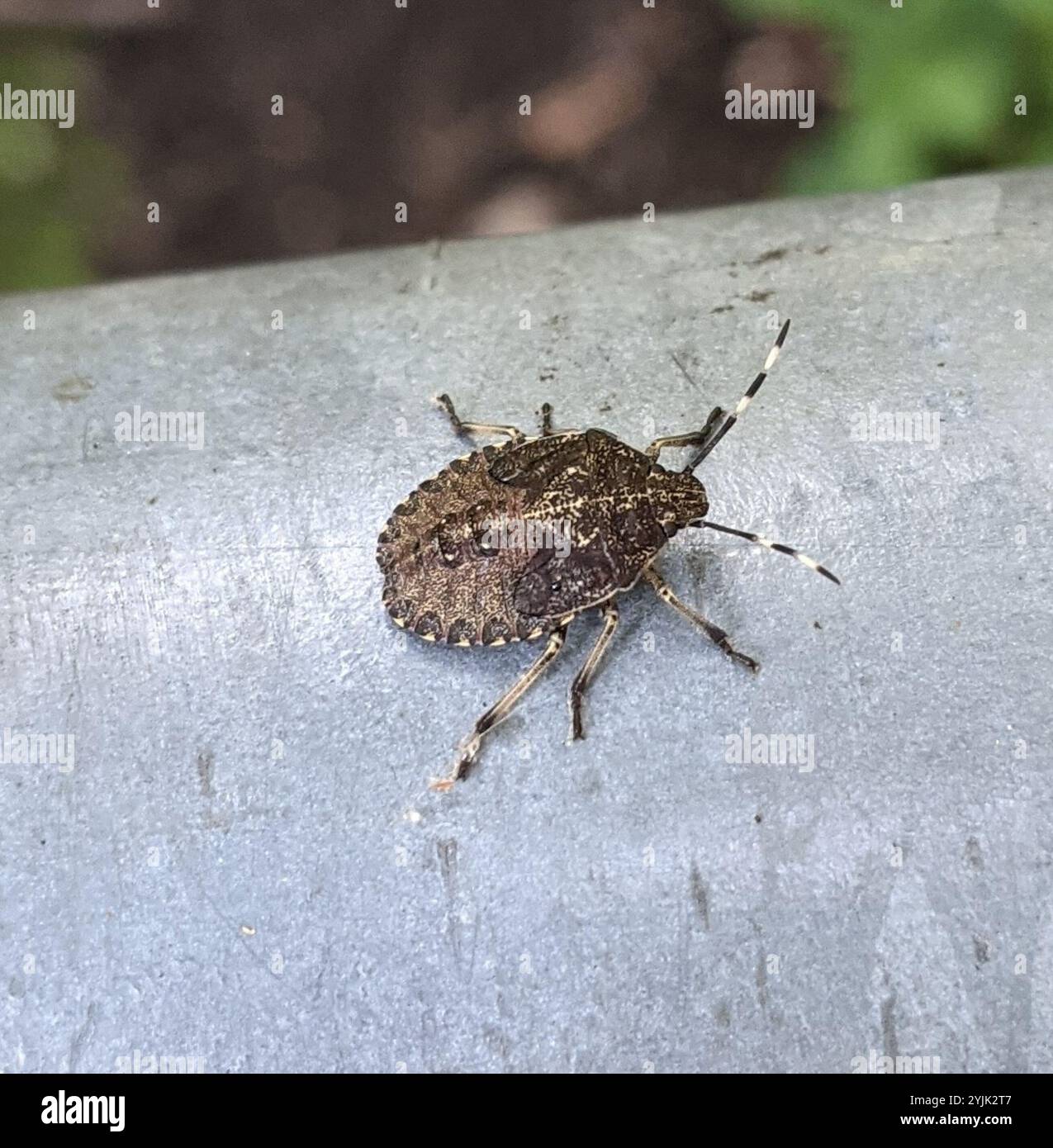 Mottled Stink Bug (Rhaphigaster nebulosa Stock Photo - Alamy