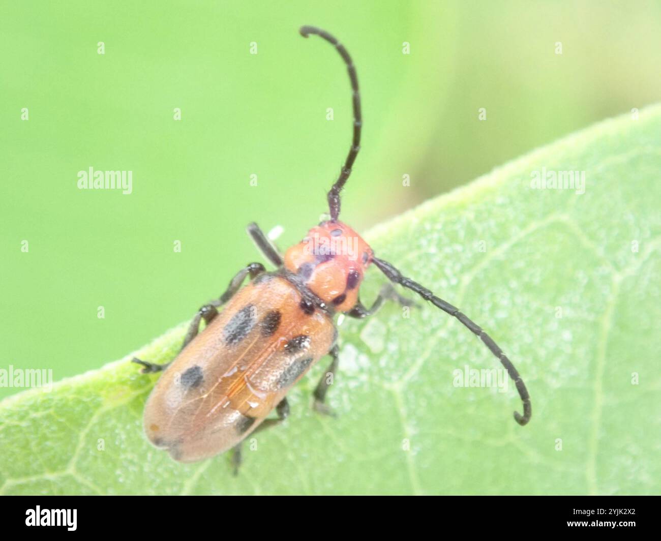 Red Milkweed Beetle (Tetraopes tetrophthalmus Stock Photo - Alamy
