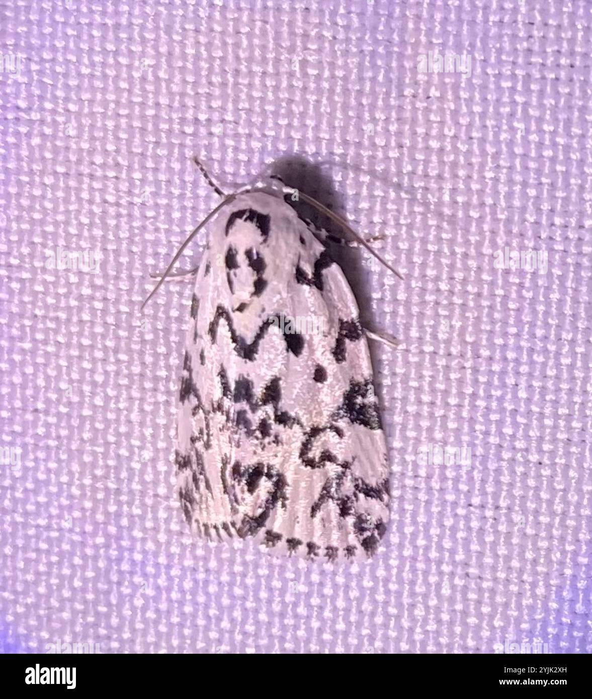 Hebrew Moth (Polygrammate hebraeicum Stock Photo - Alamy