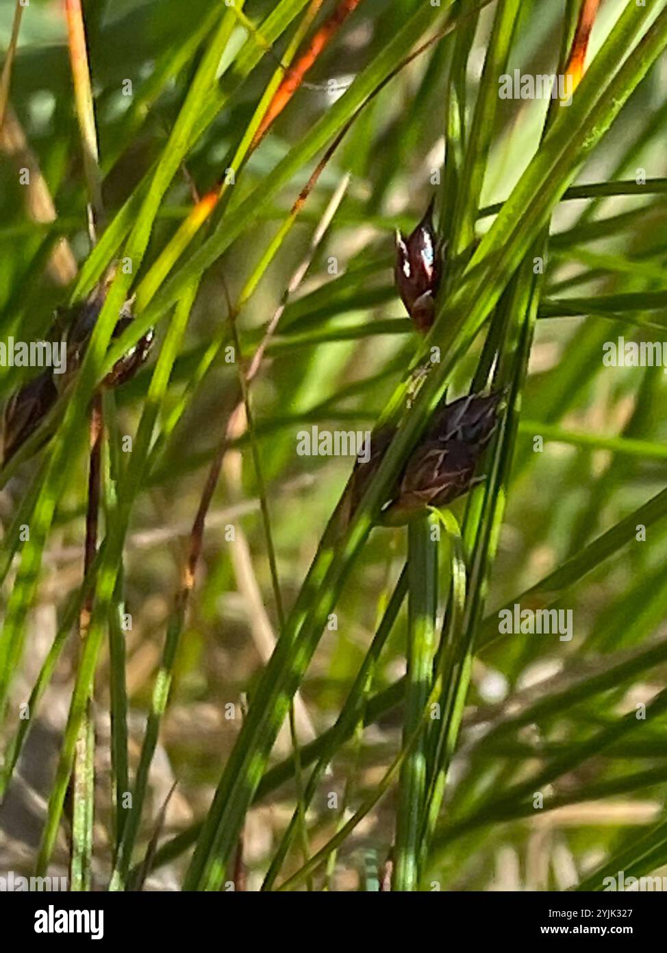 highland rush (Oreojuncus trifidus Stock Photo - Alamy
