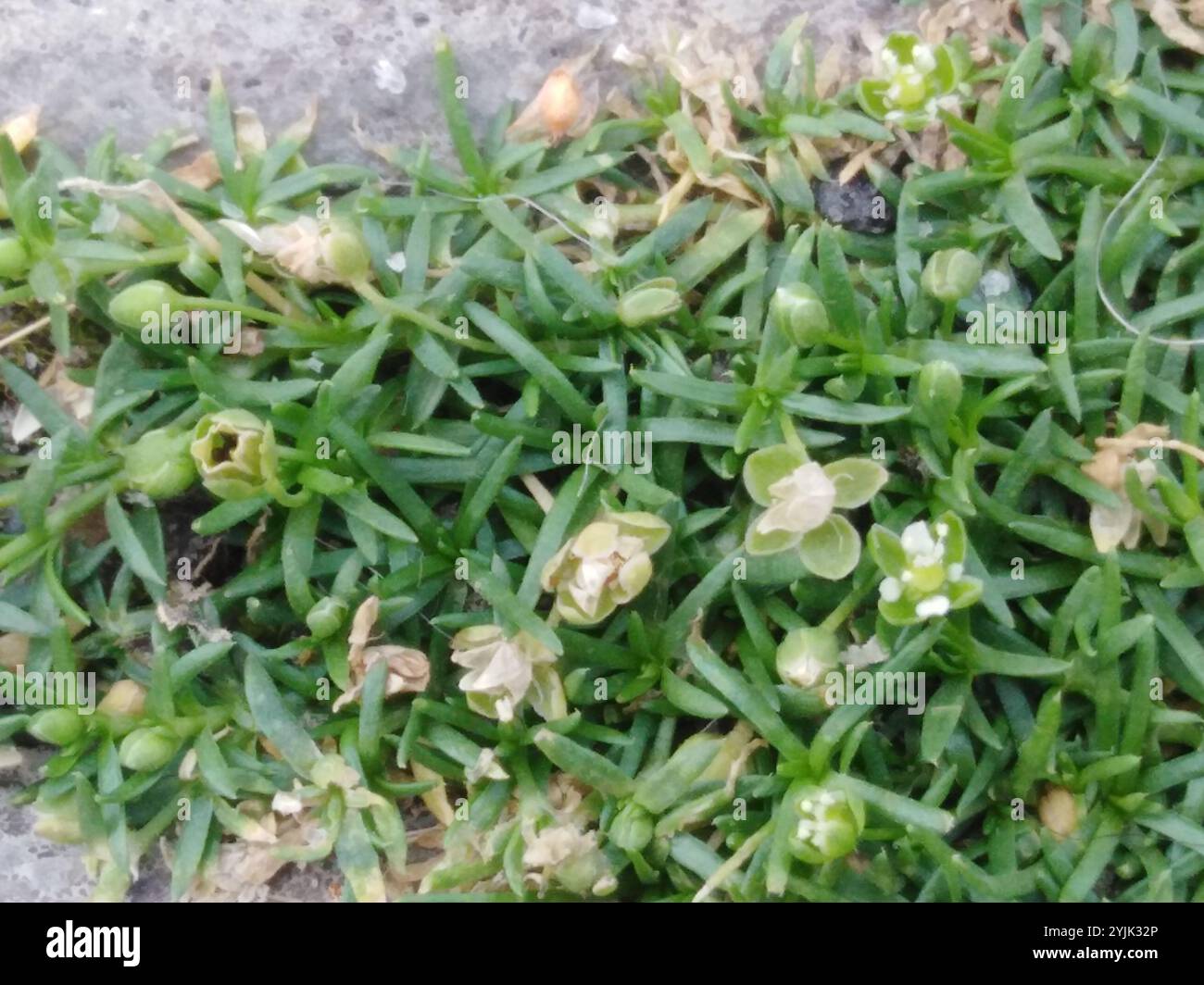 Procumbent Pearlwort (Sagina procumbens Stock Photo - Alamy