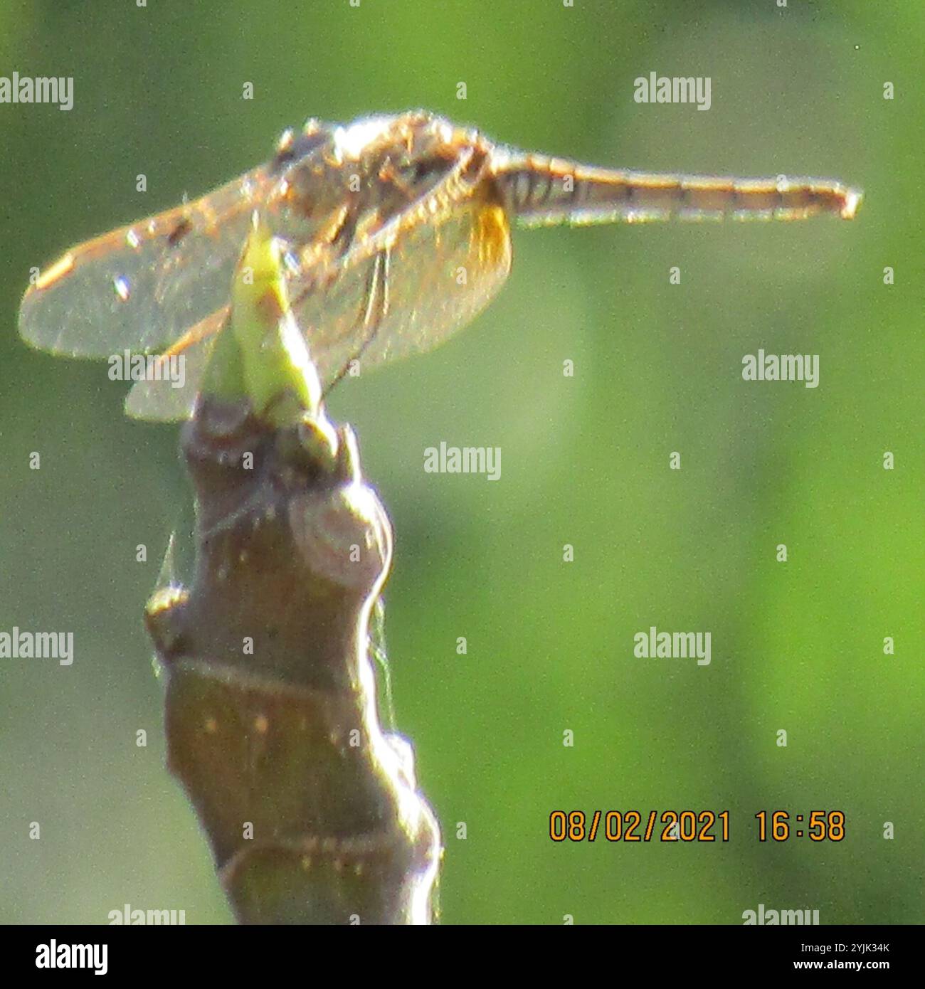 Violet Dropwing (Trithemis annulata Stock Photo - Alamy