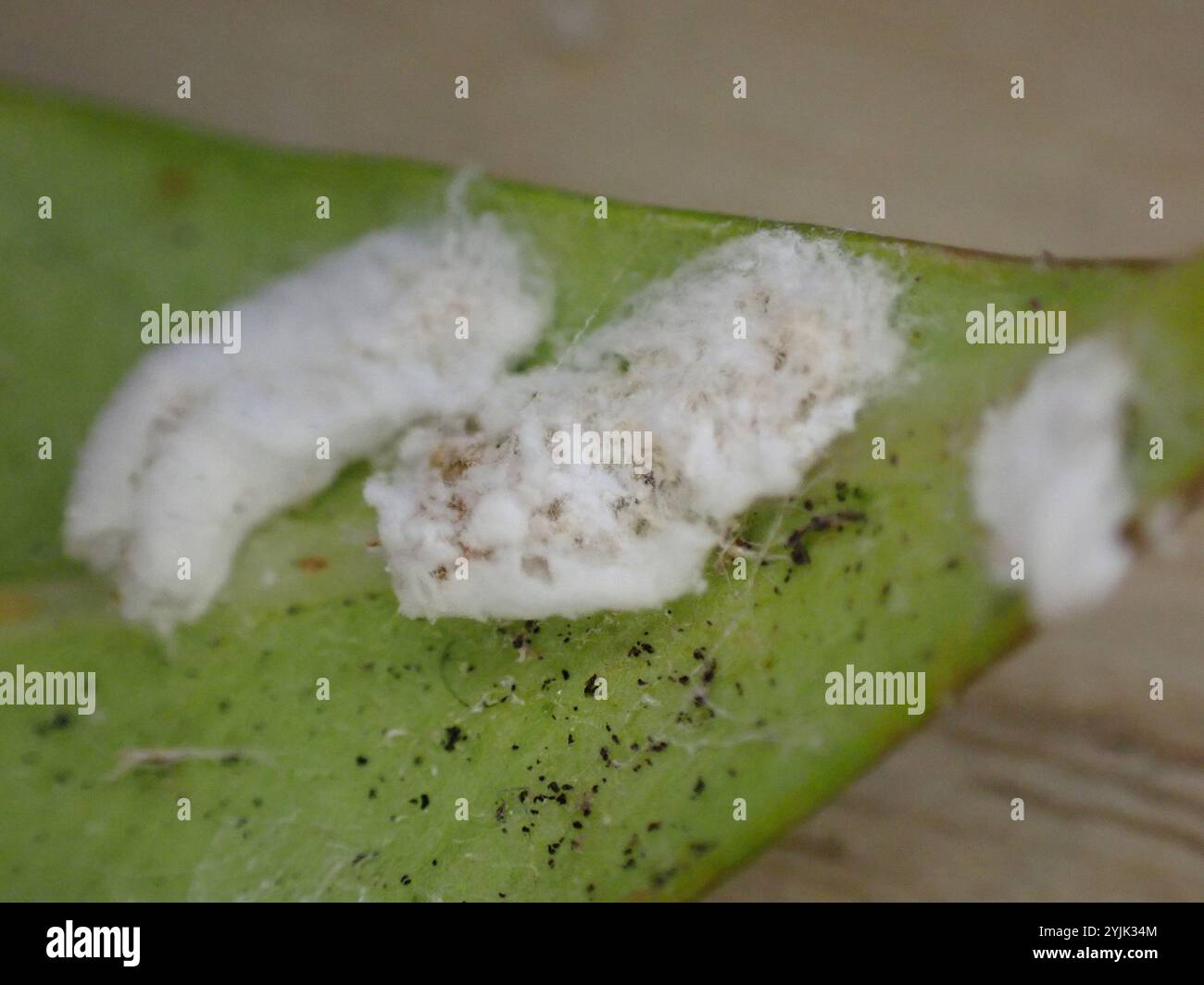 Cottony Yew Scale (Pulvinaria floccifera Stock Photo - Alamy