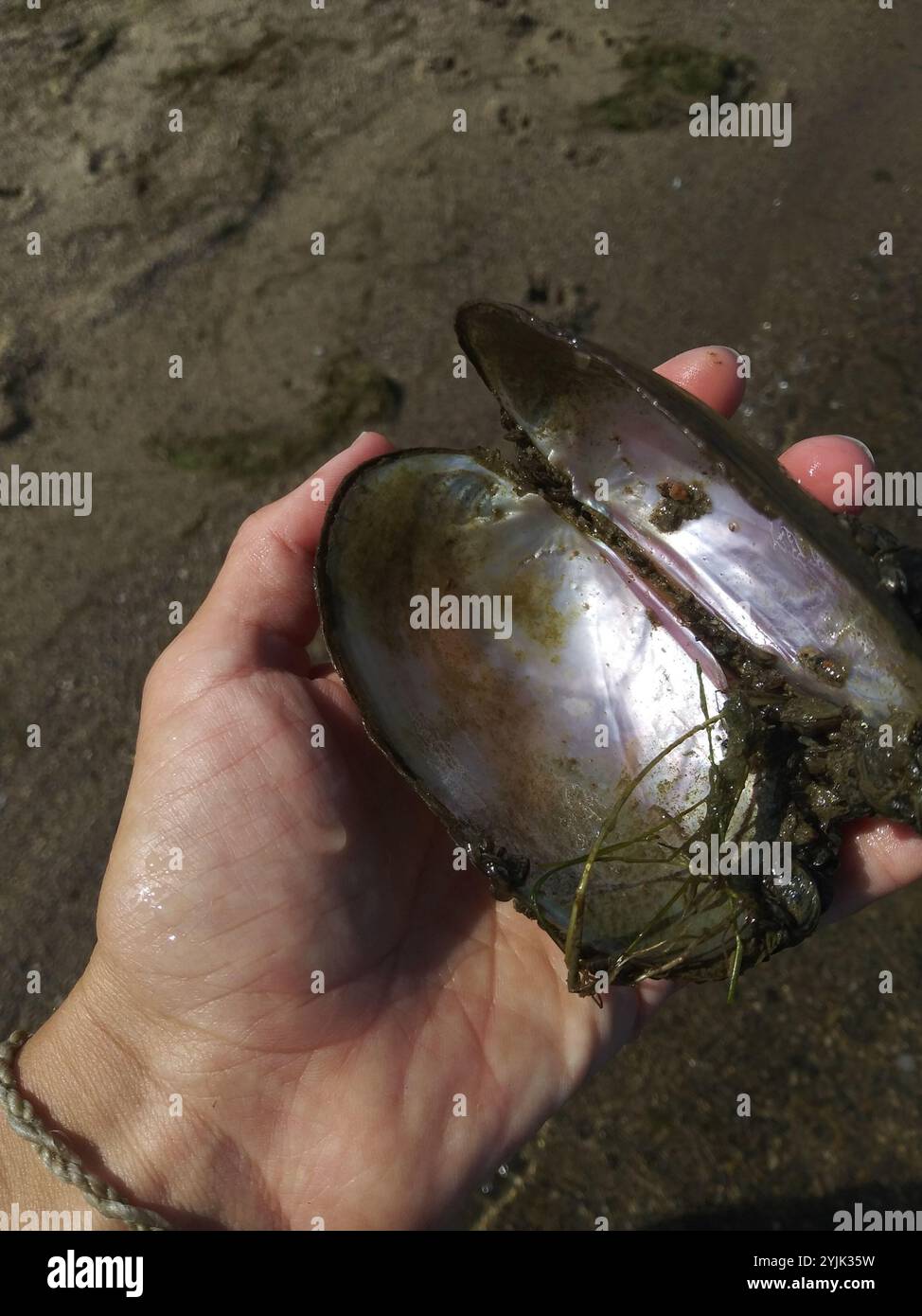 Fragile Papershell (Potamilus fragilis Stock Photo - Alamy