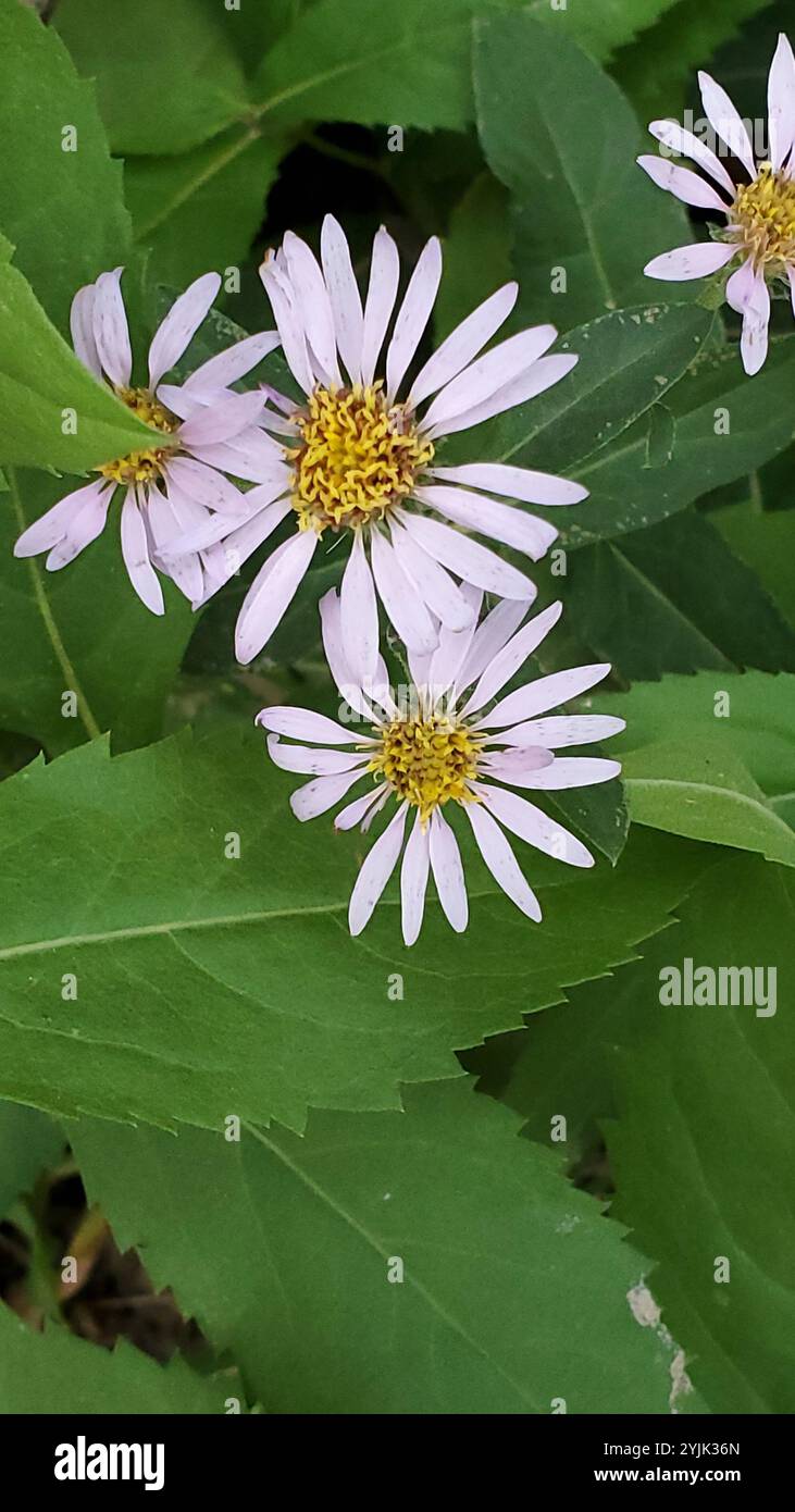 Showy Aster (Eurybia conspicua Stock Photo - Alamy